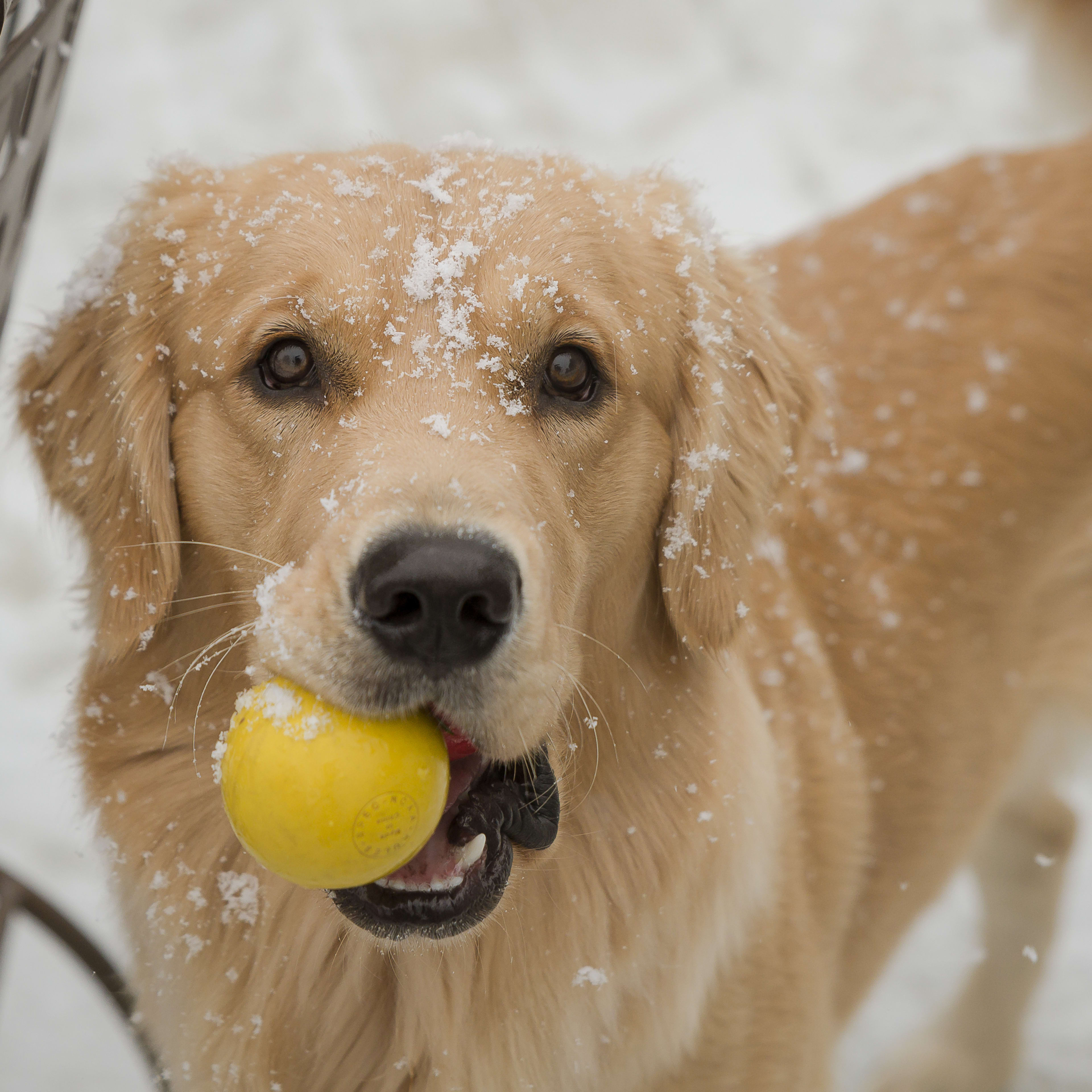 Golden Retriever Visits Santa With Toddler Sibling and the Funniest ...