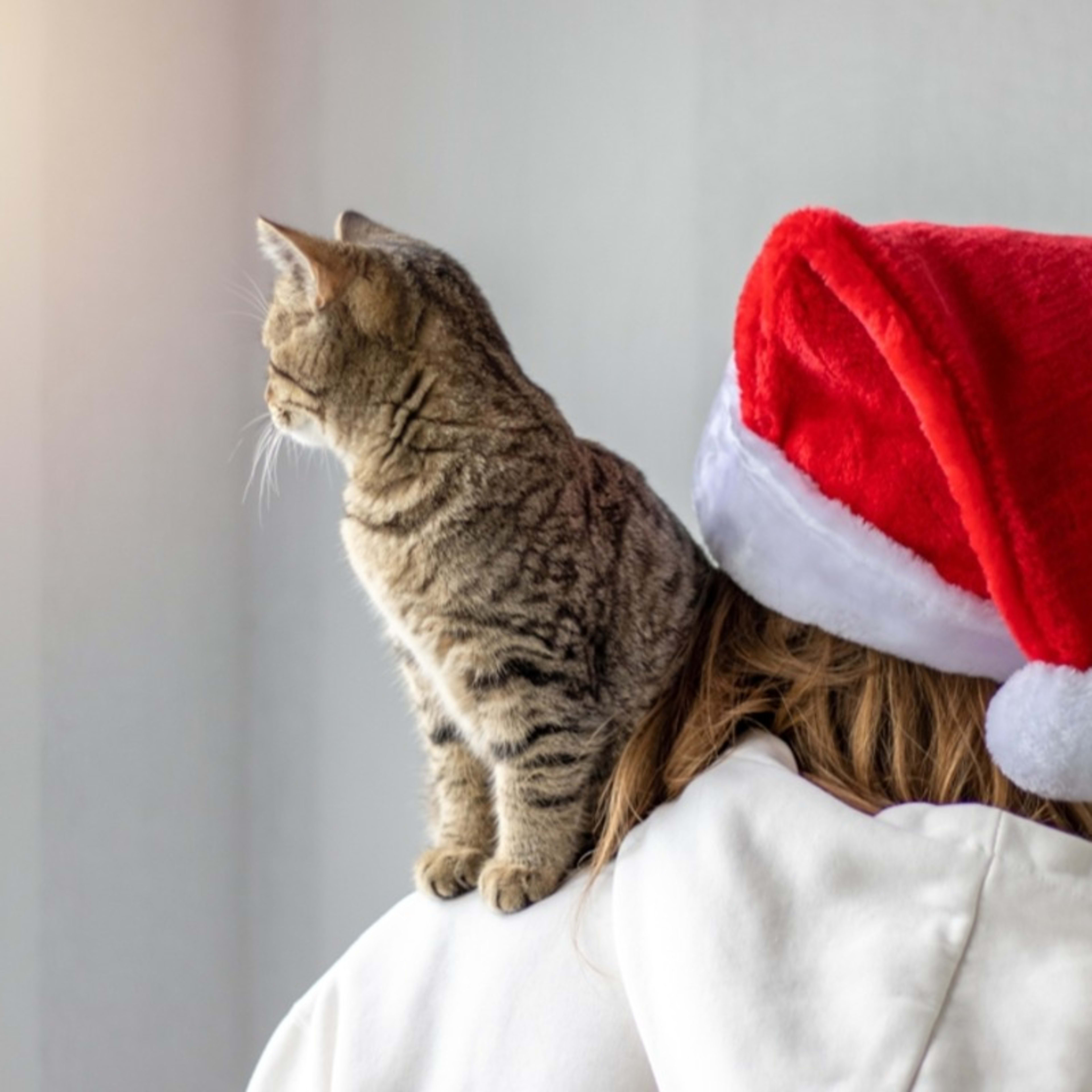 The 10 Best Natural Snacks and Treats for Ducks - PetHelpful