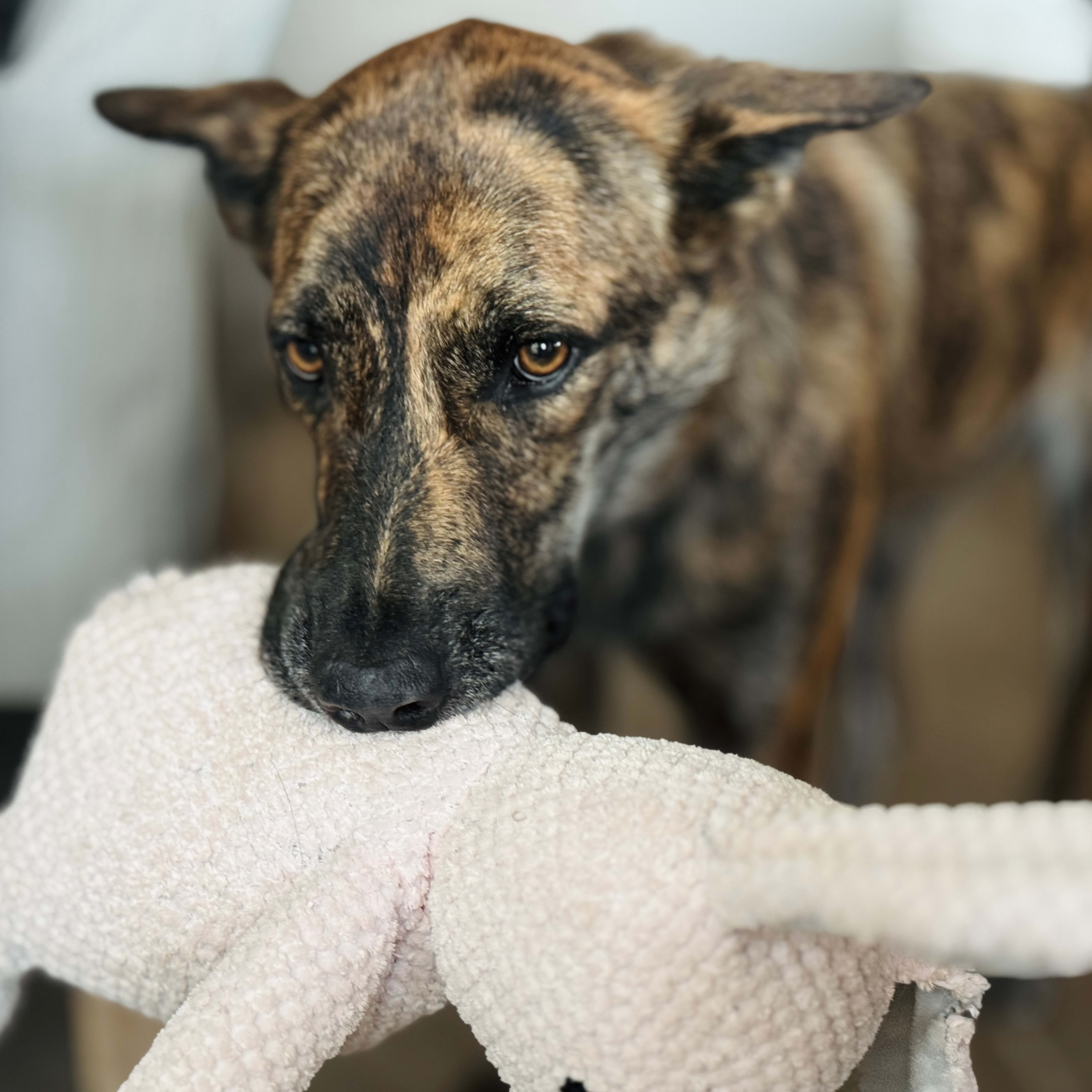 Causes of Sagging, Loose Skin in Dogs - PetHelpful