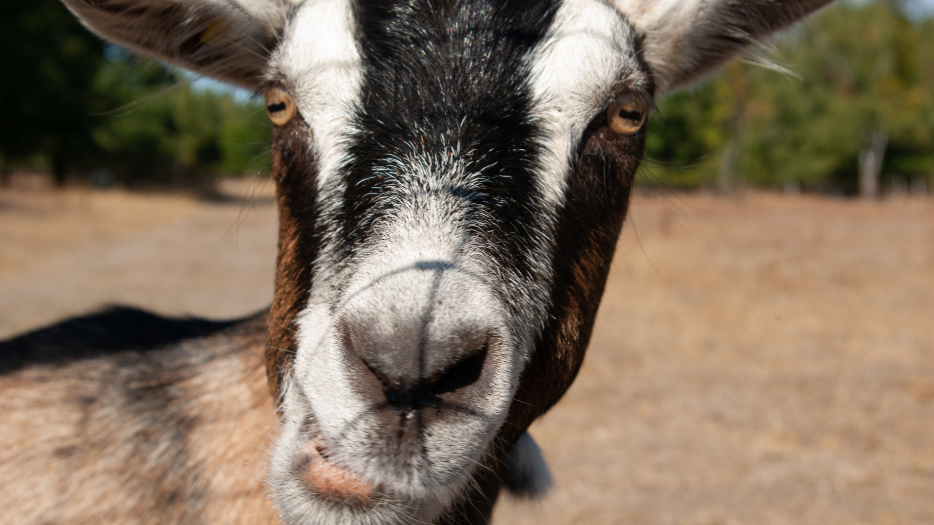 Little Boy Proudly Shows off His Baby Show Goat & Her Smile Is Like ...