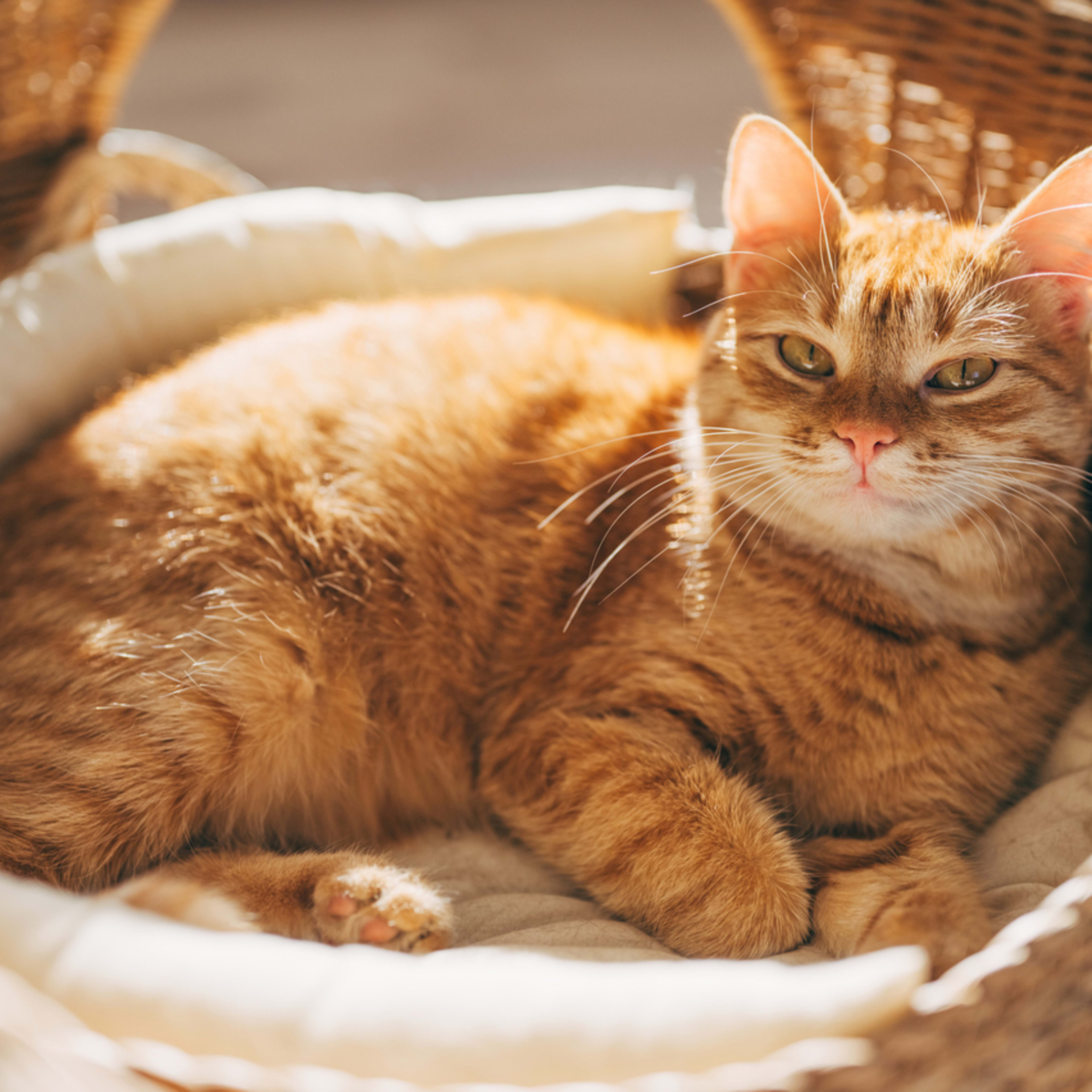 The 9 Cat Personalities: Feline-ality and Meet Your Match - PetHelpful