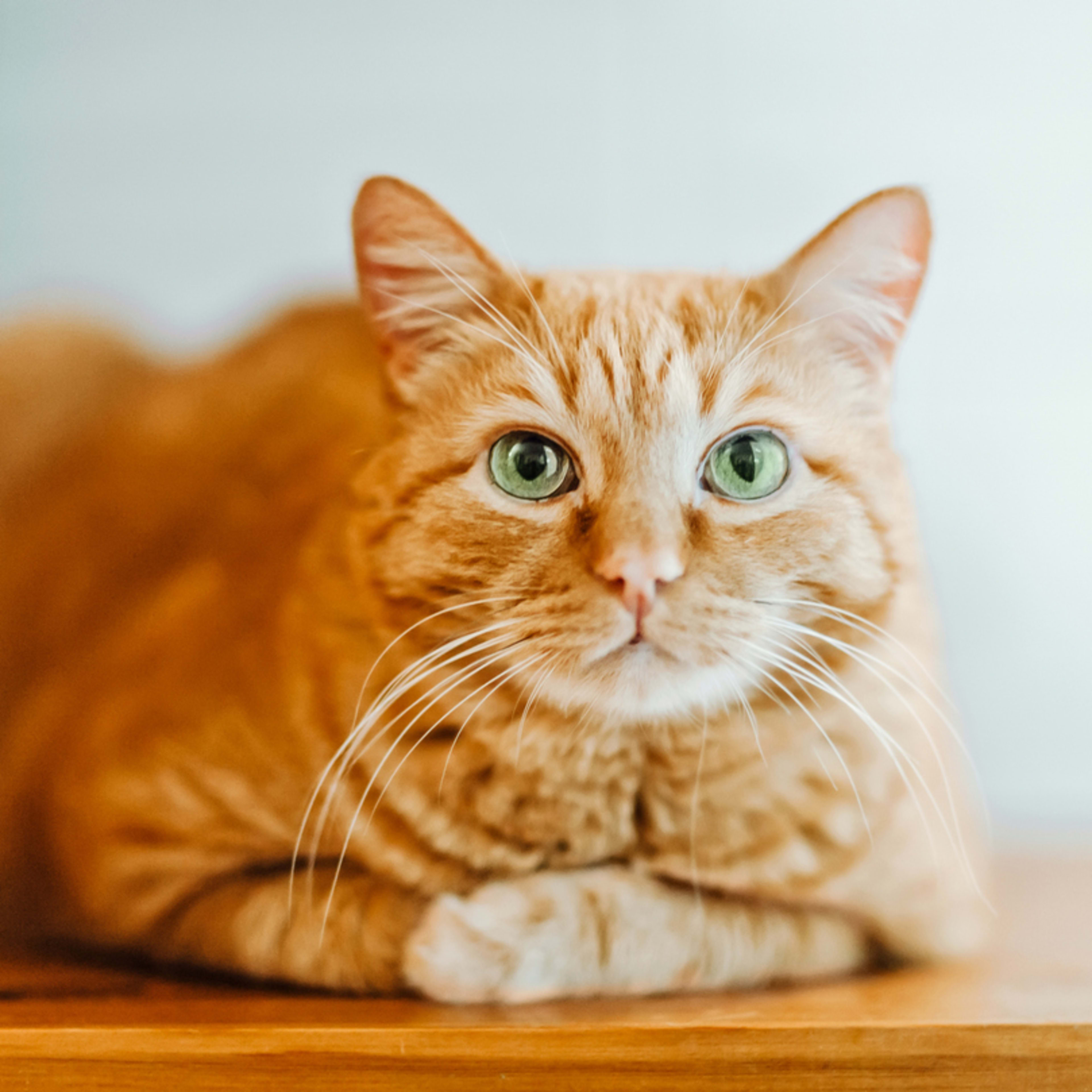 Alaskan Malamute: A Complete Guide to the Majestic Northern Breed ...