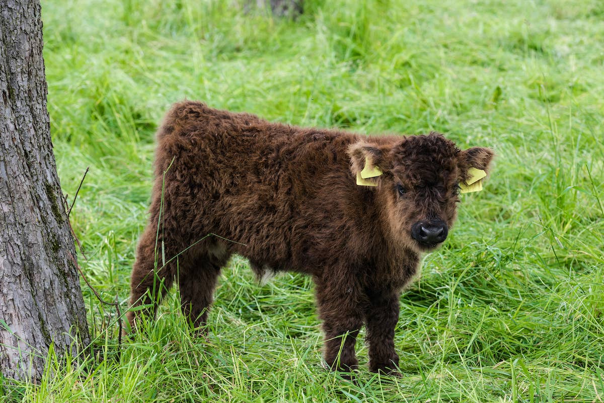 Mini Highland Calf Wearing Reindeer Antlers and a Carhartt Jacket Is ...