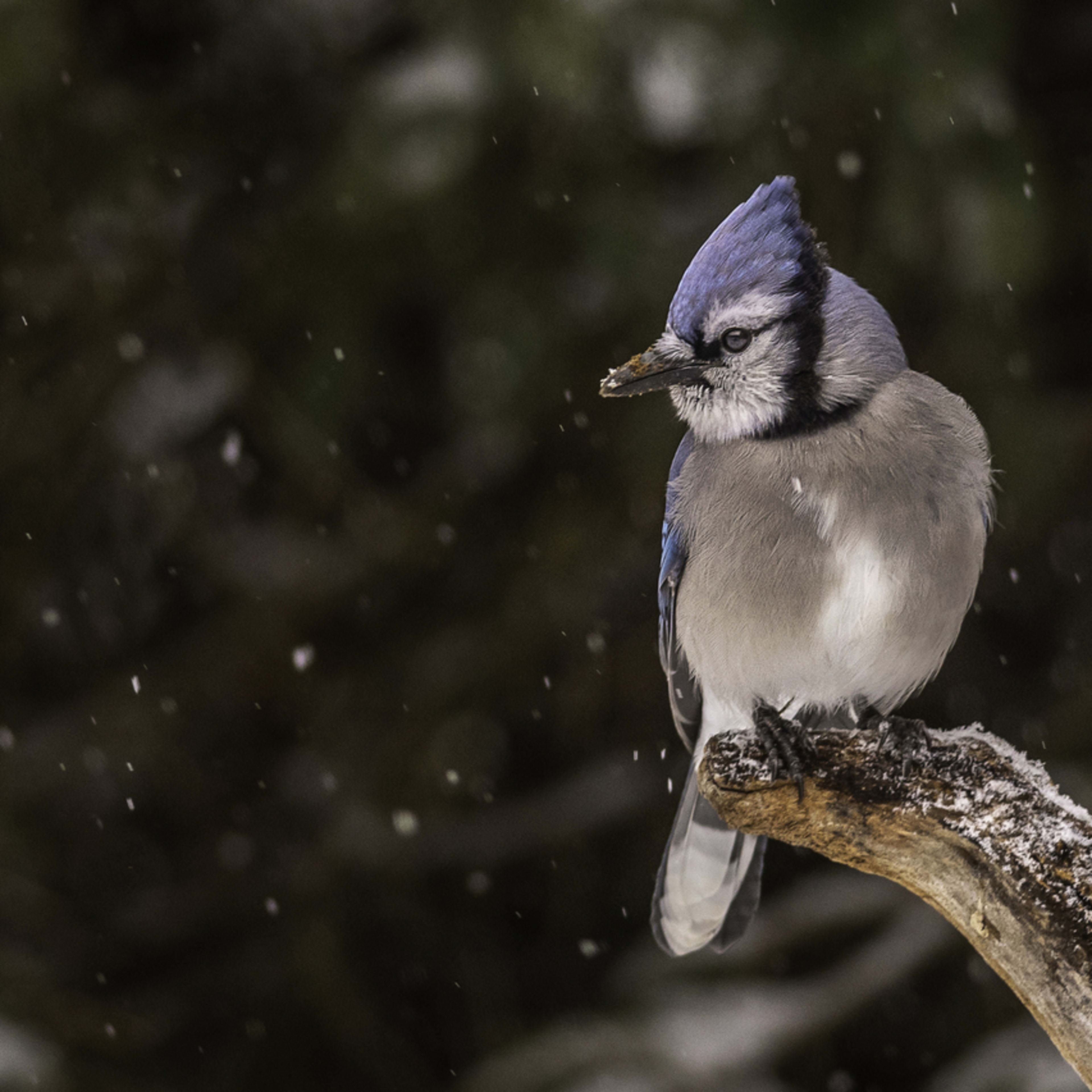 The 9 Cat Personalities: Feline-ality and Meet Your Match - PetHelpful