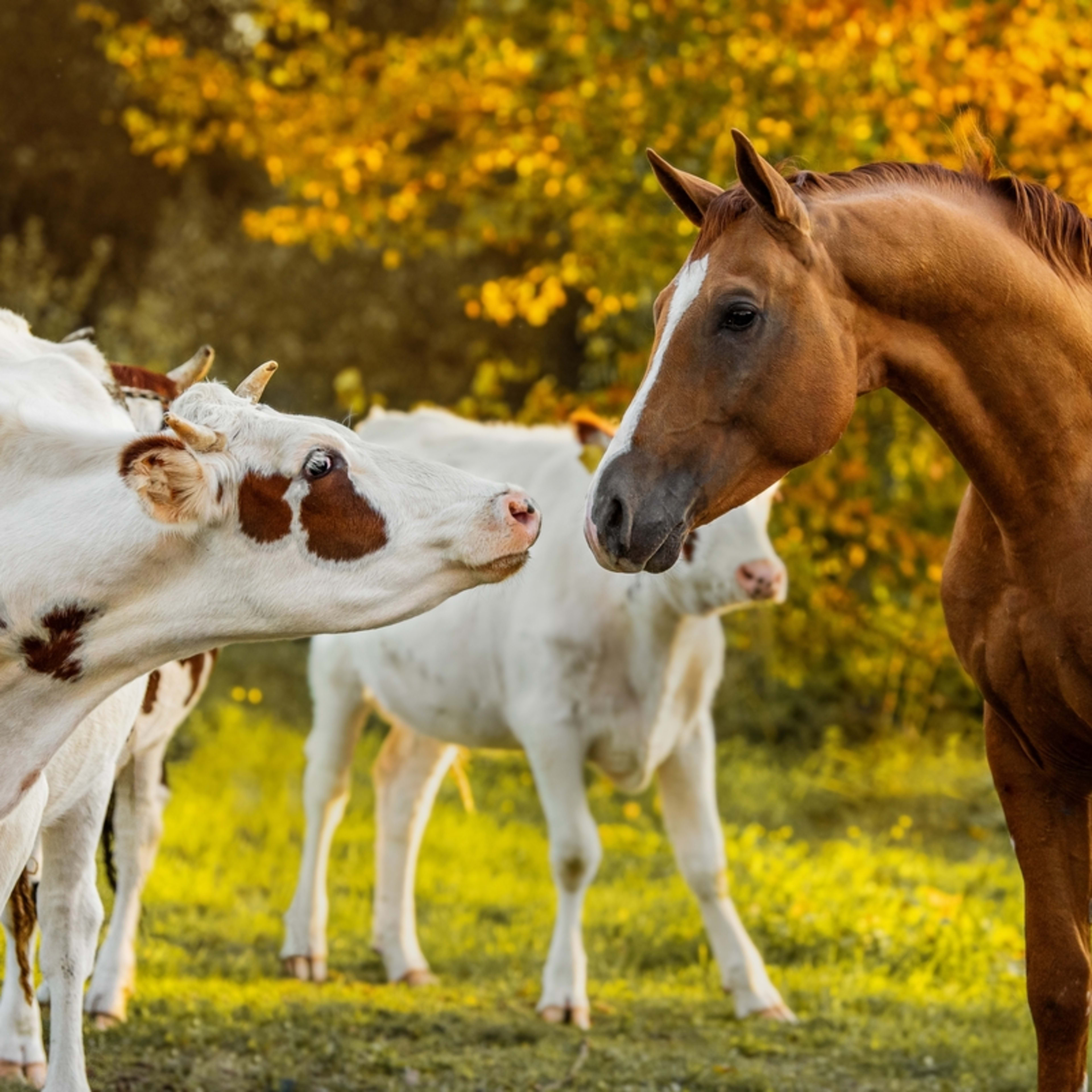 Baby Farm Cows Get the Zoomies and It's the Cutest Thing We've Ever ...