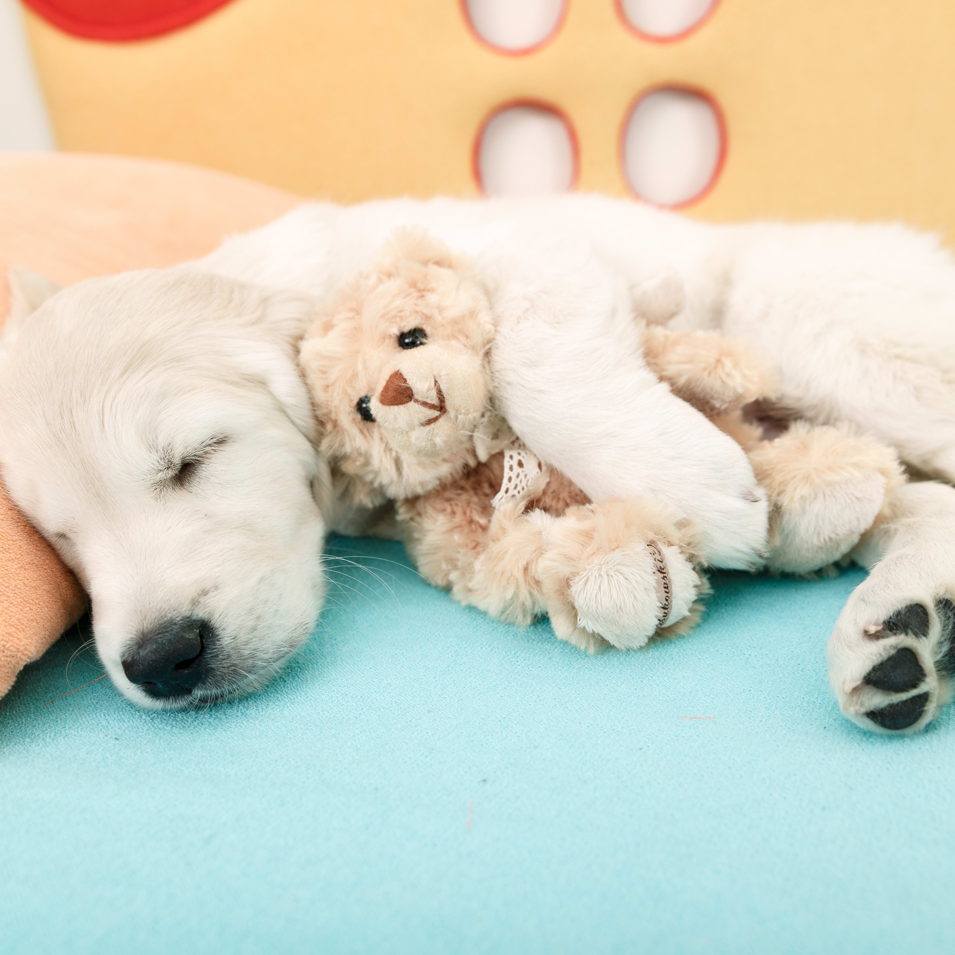 Cats Are Obsessed With This $6 Spinning Toy - PetHelpful