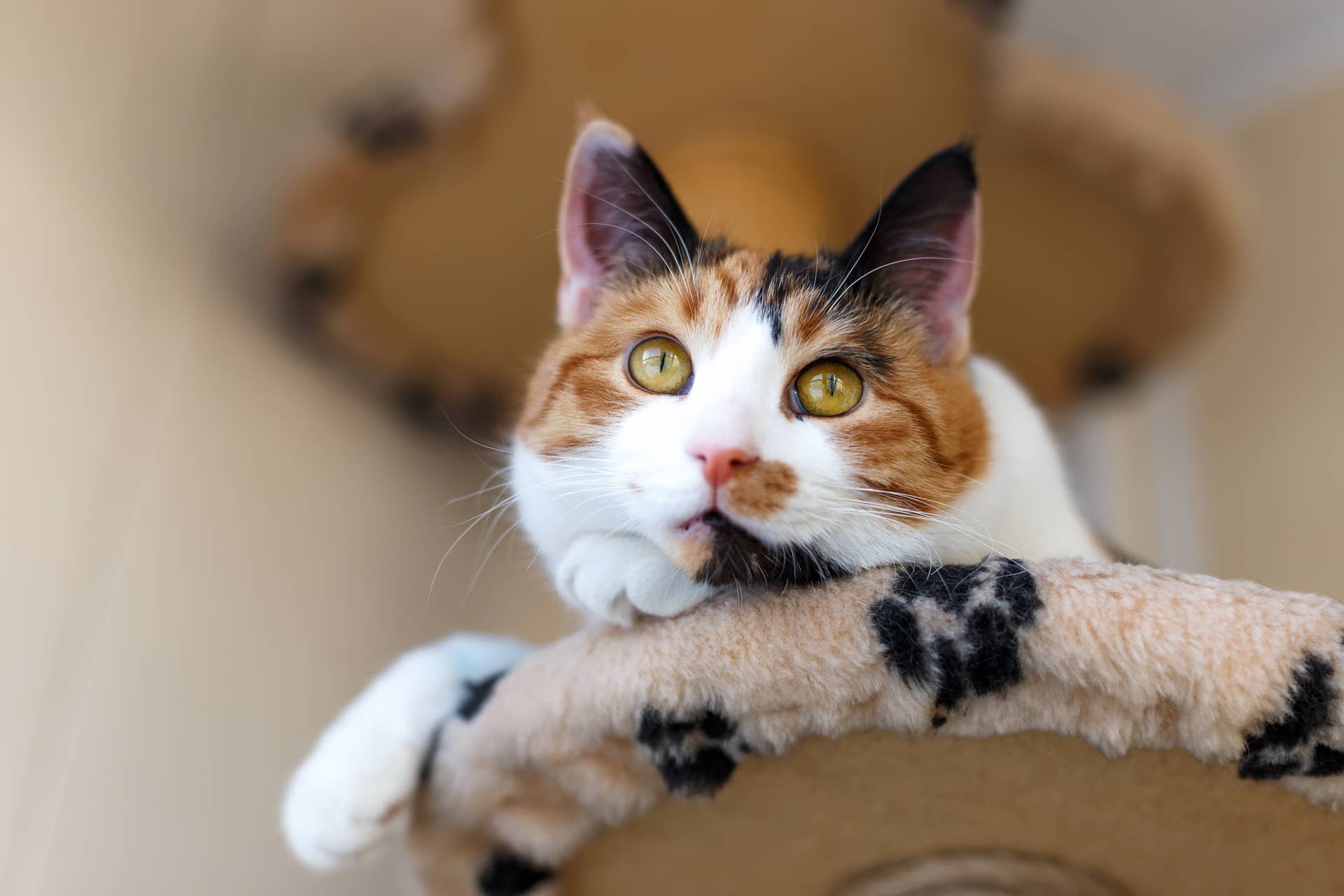 RichTok Influencer Shares Her Cat’s Caviar Breakfast - PetHelpful