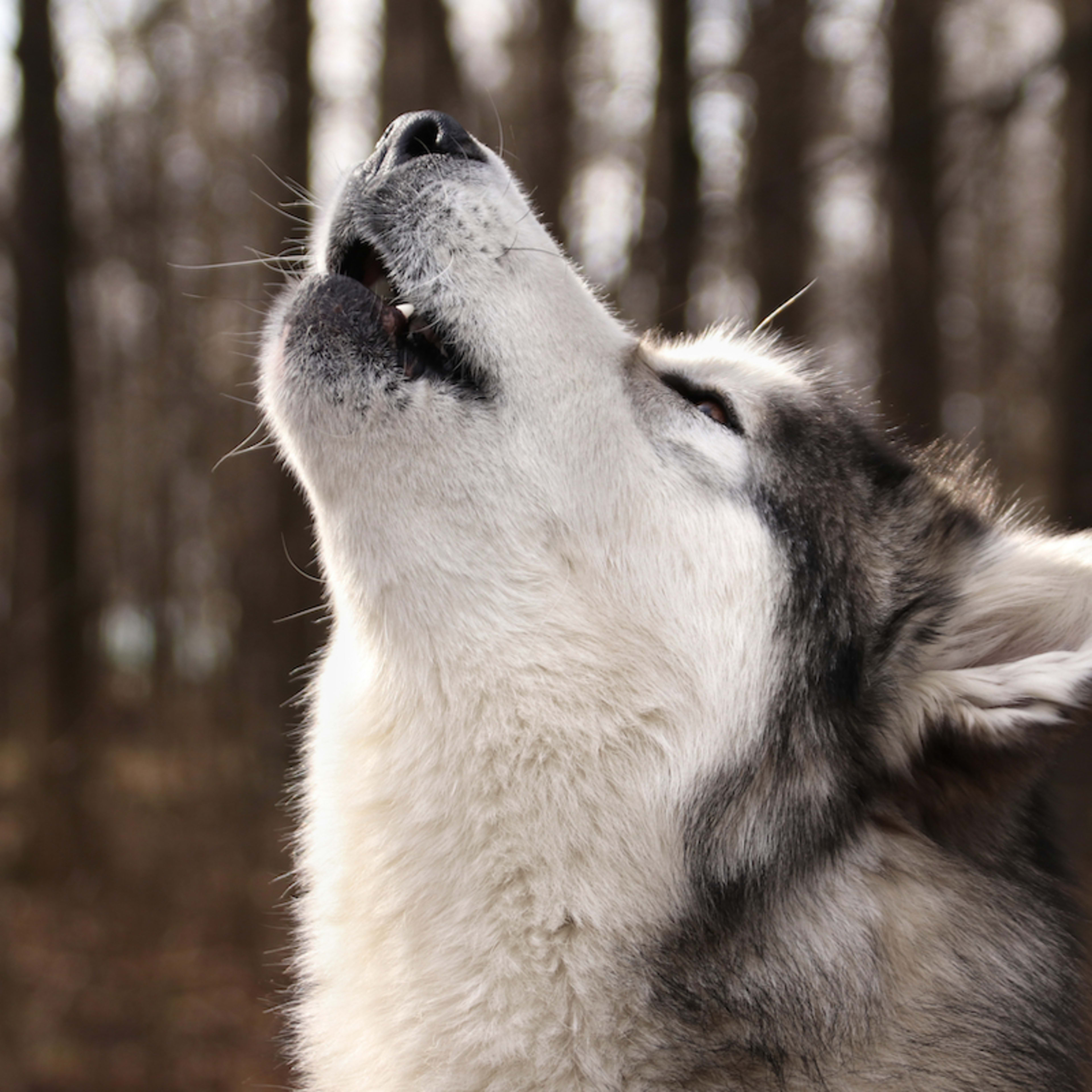 Dog and Cat’s Fight in Slow Motion Deserves Some Kind of Award - PetHelpful