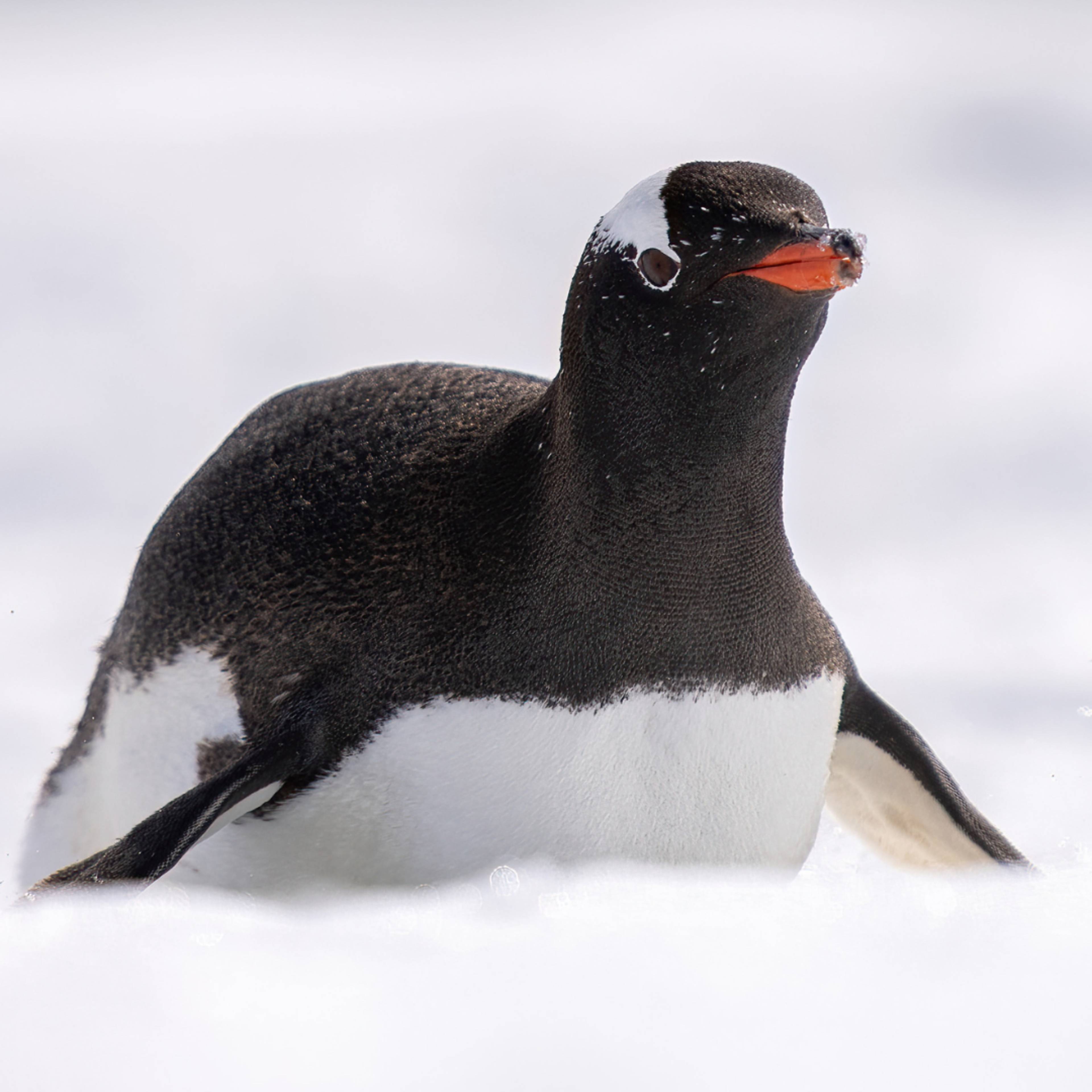 Newborn Moose Takes Wobbly First Steps Moments After Being Born Outside ...