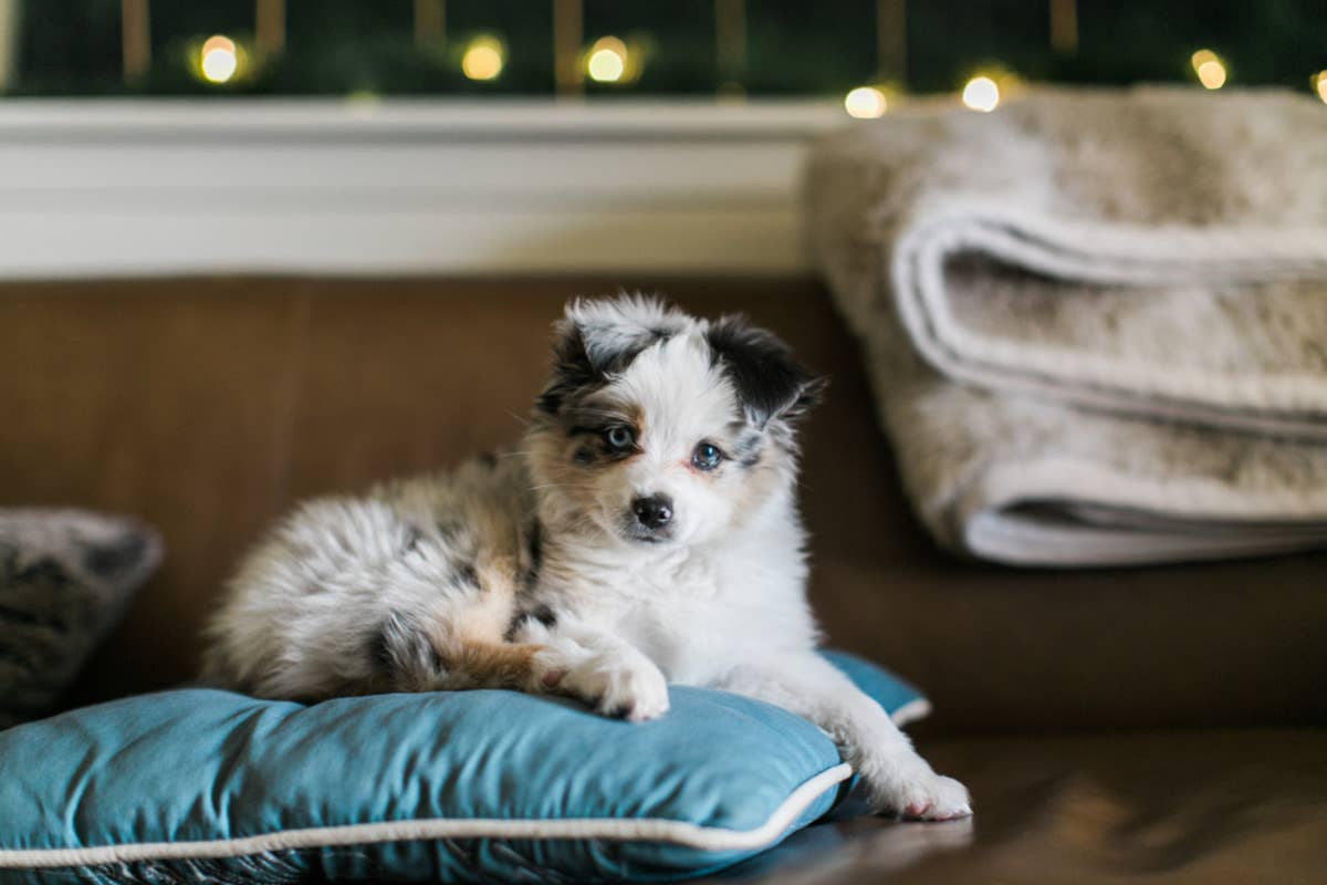 15 Best Small Companion Dogs (with Details for Each) - PetHelpful