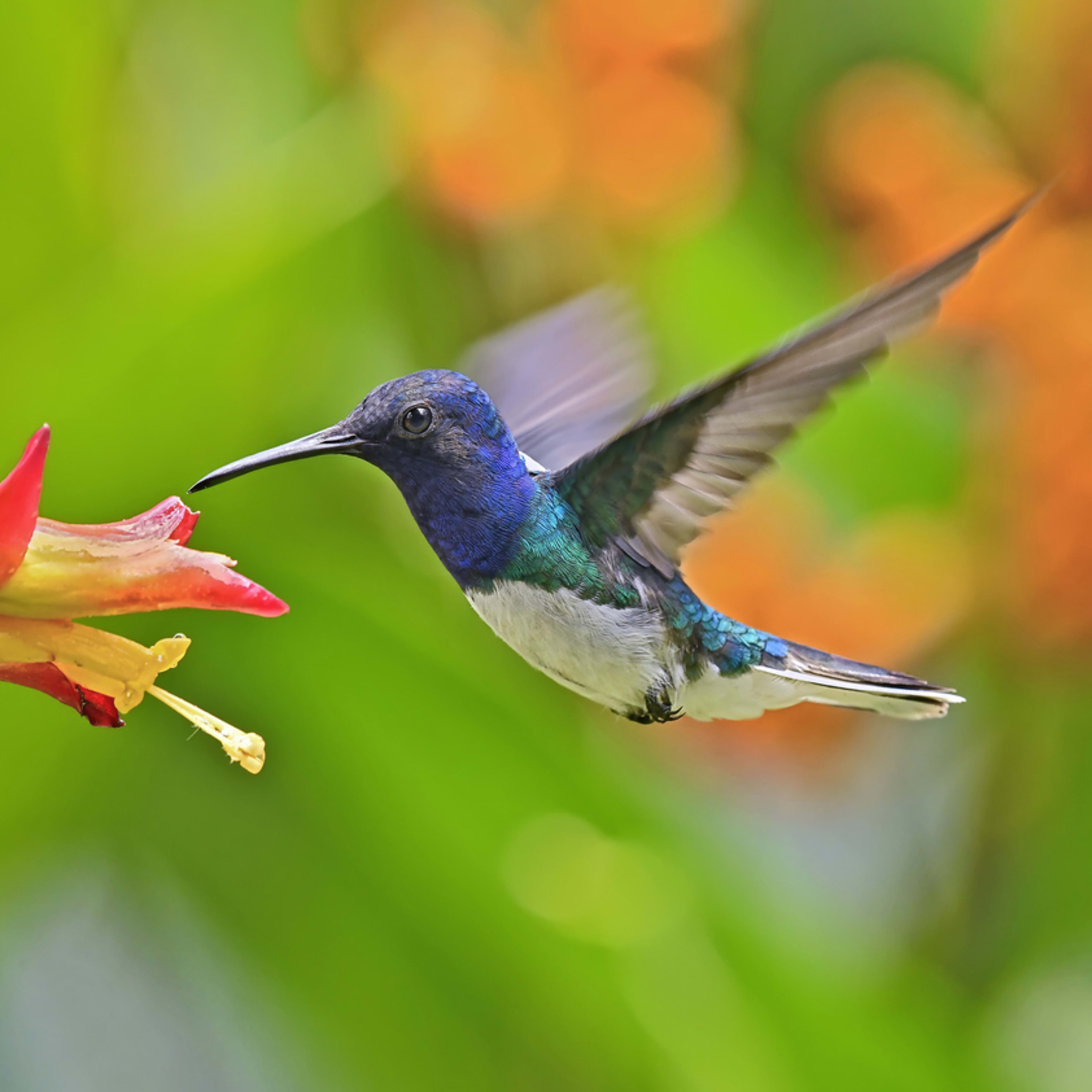 Articles by Jordyn Burt - PetHelpful