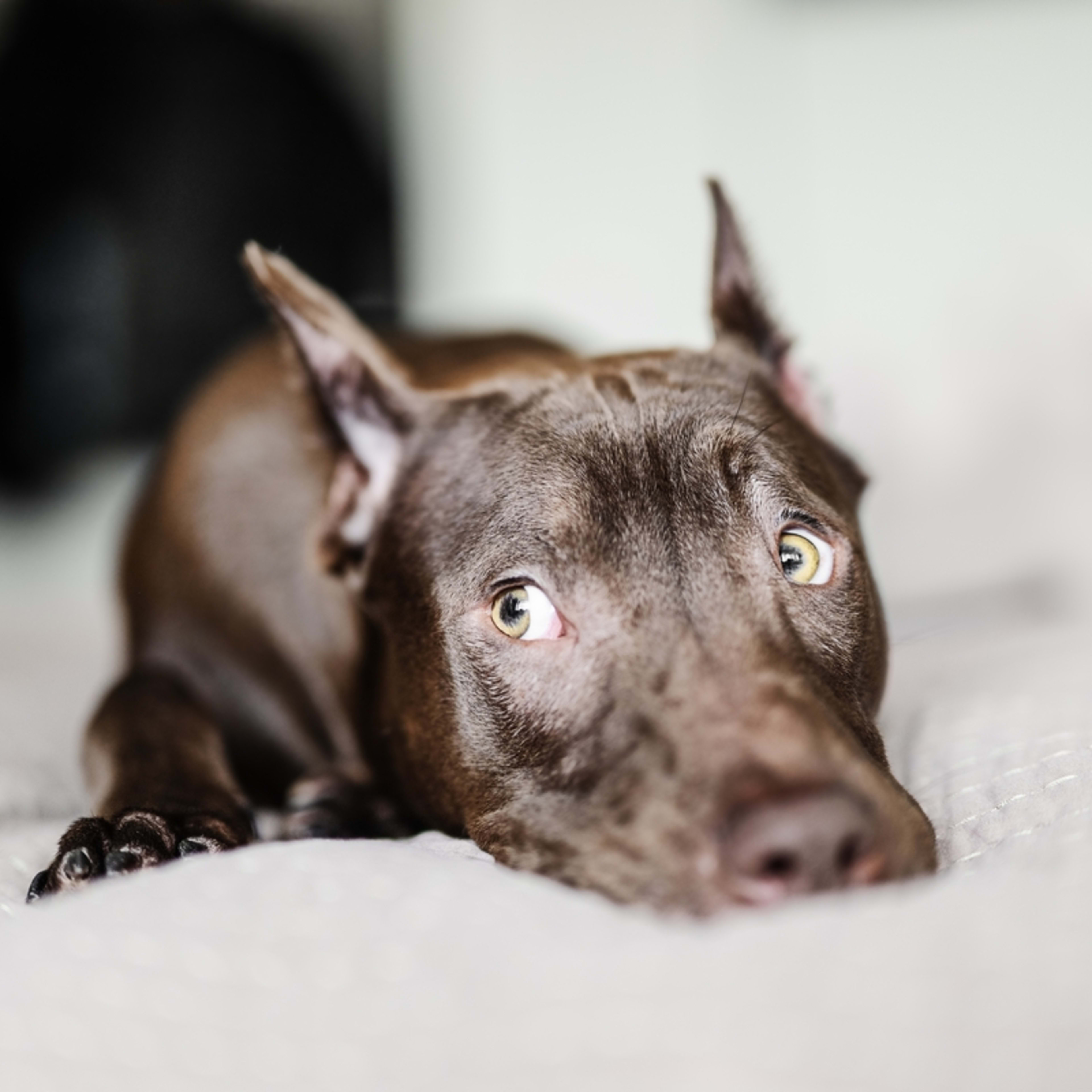 Massive Pit Bull Getting a ‘Bow’ Makeover From His Tiny Human Sister Is ...