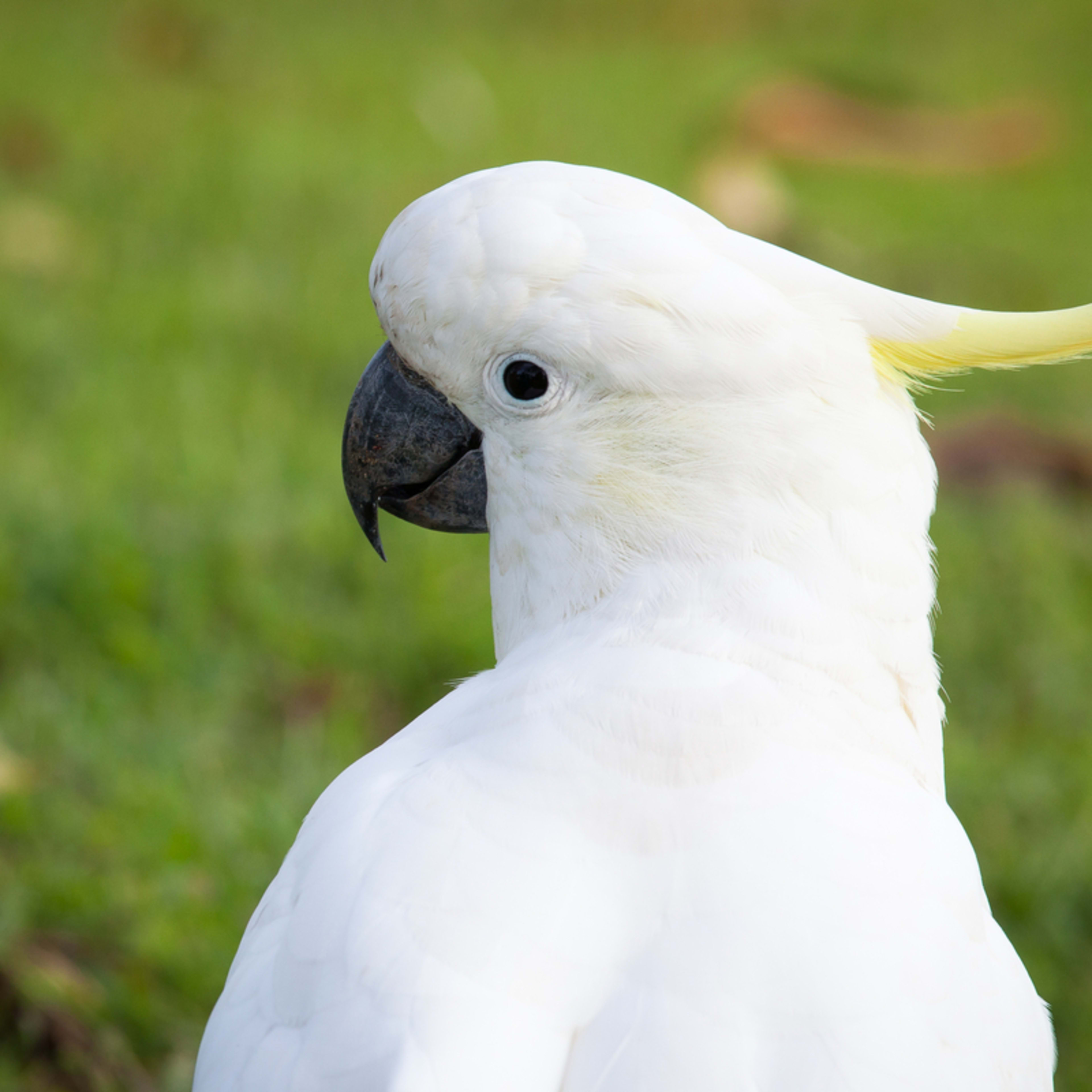 Cockatoo Telling Ducks ‘I Love You’ Is a Moment of Pure Sweetness ...