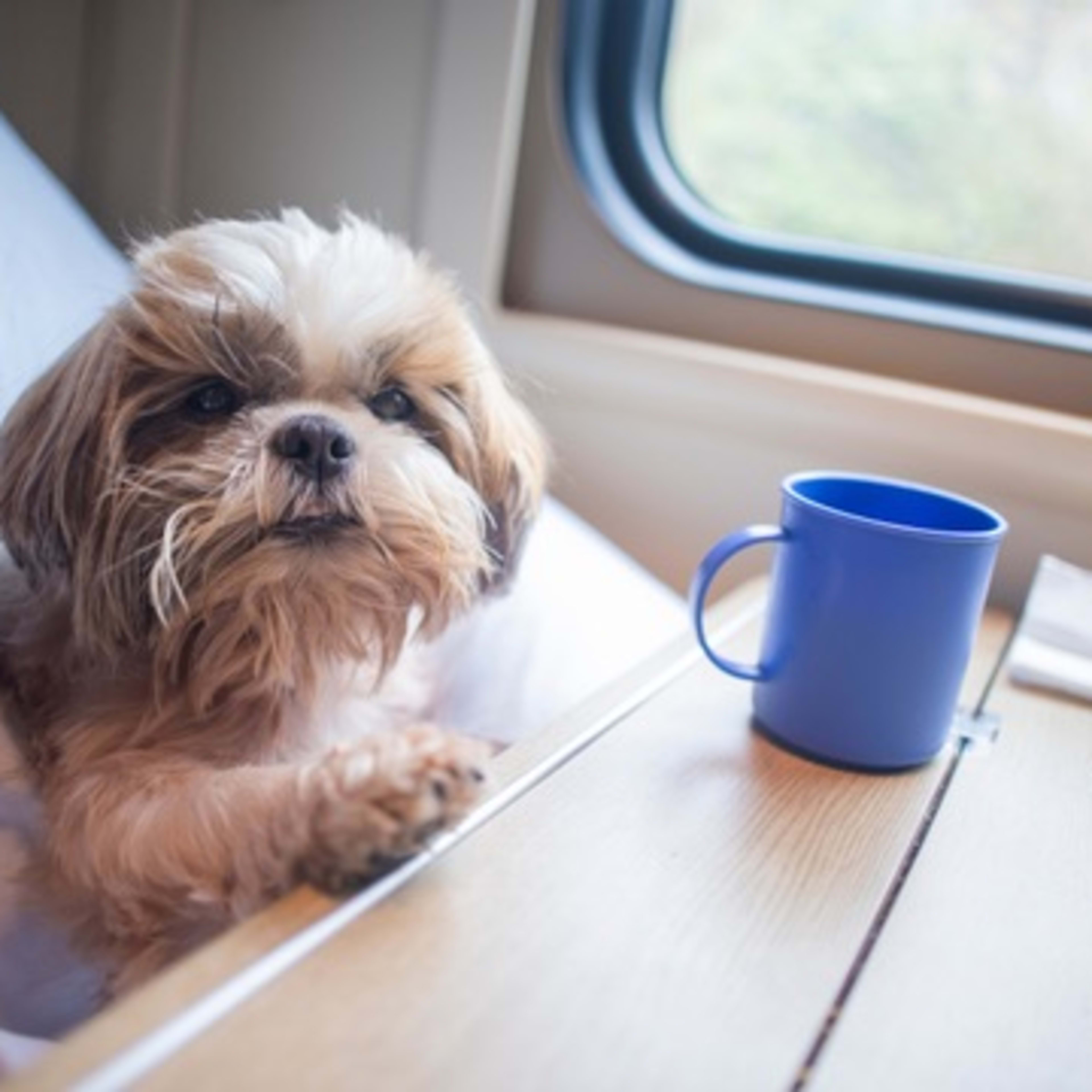 Is It Right to Have a Dog If You Work Full-Time? - PetHelpful