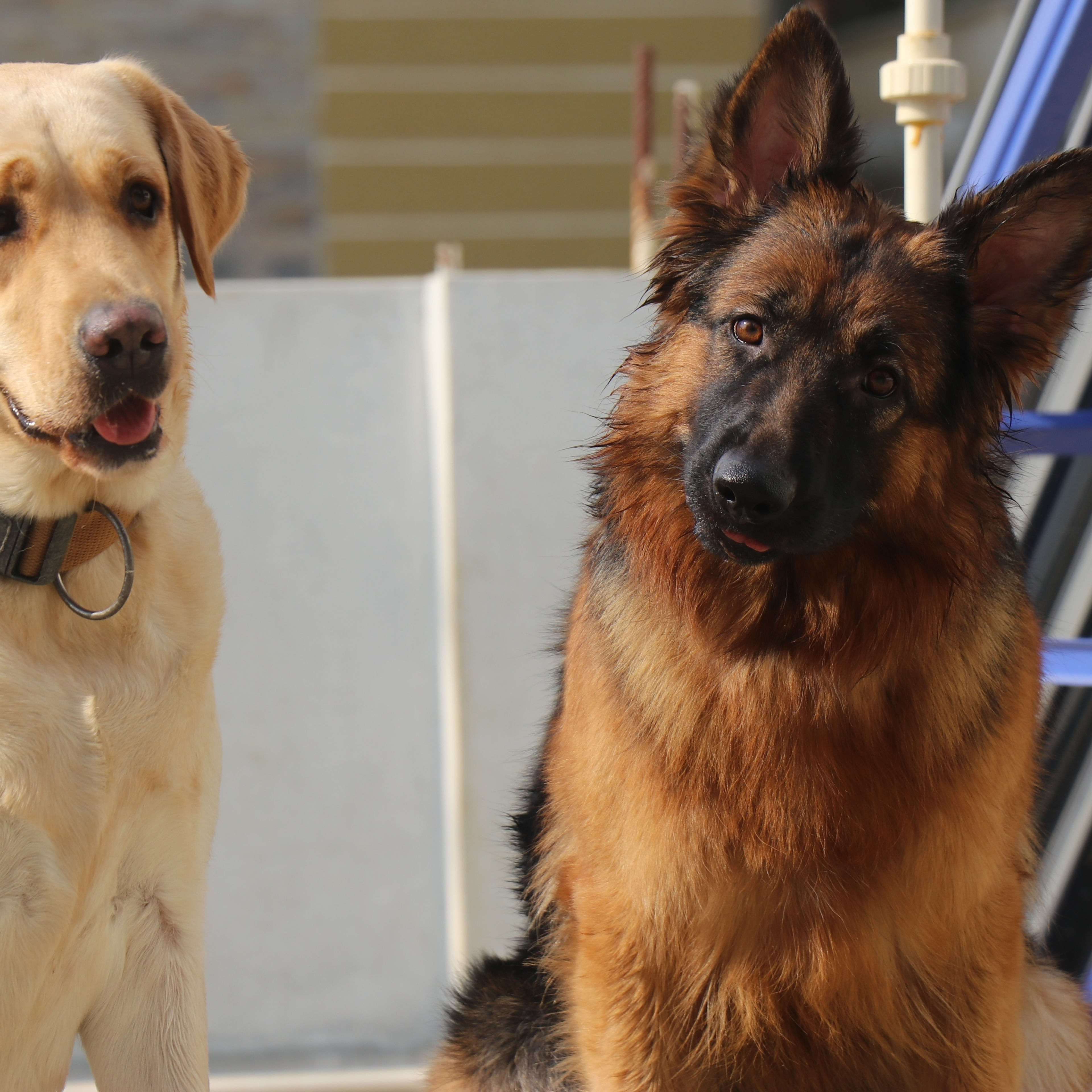 Memphis Zoo’s New Baby Giraffe Is as Rambunctious as a Toddler - PetHelpful