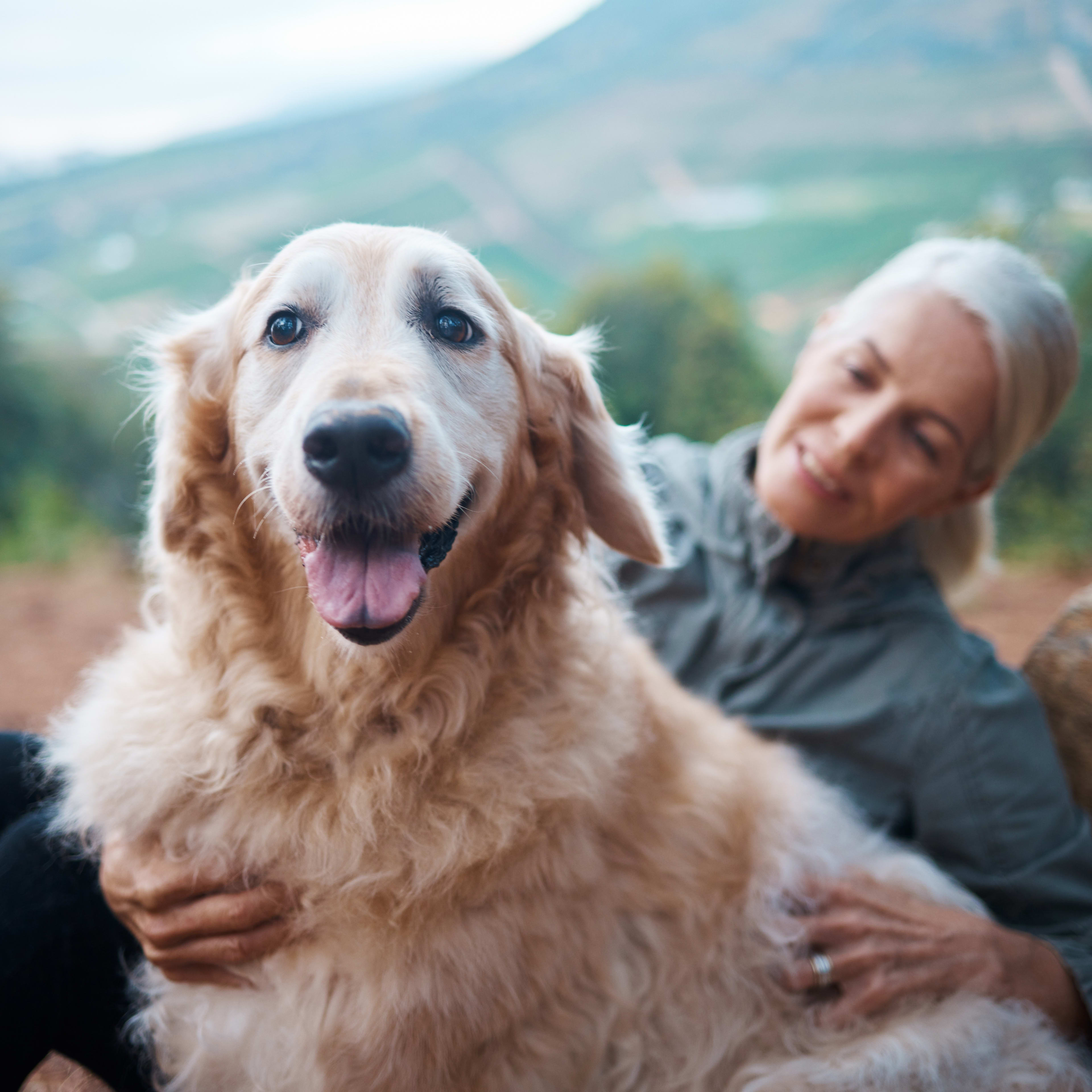 400+ Country Dog Names With Meanings - PetHelpful