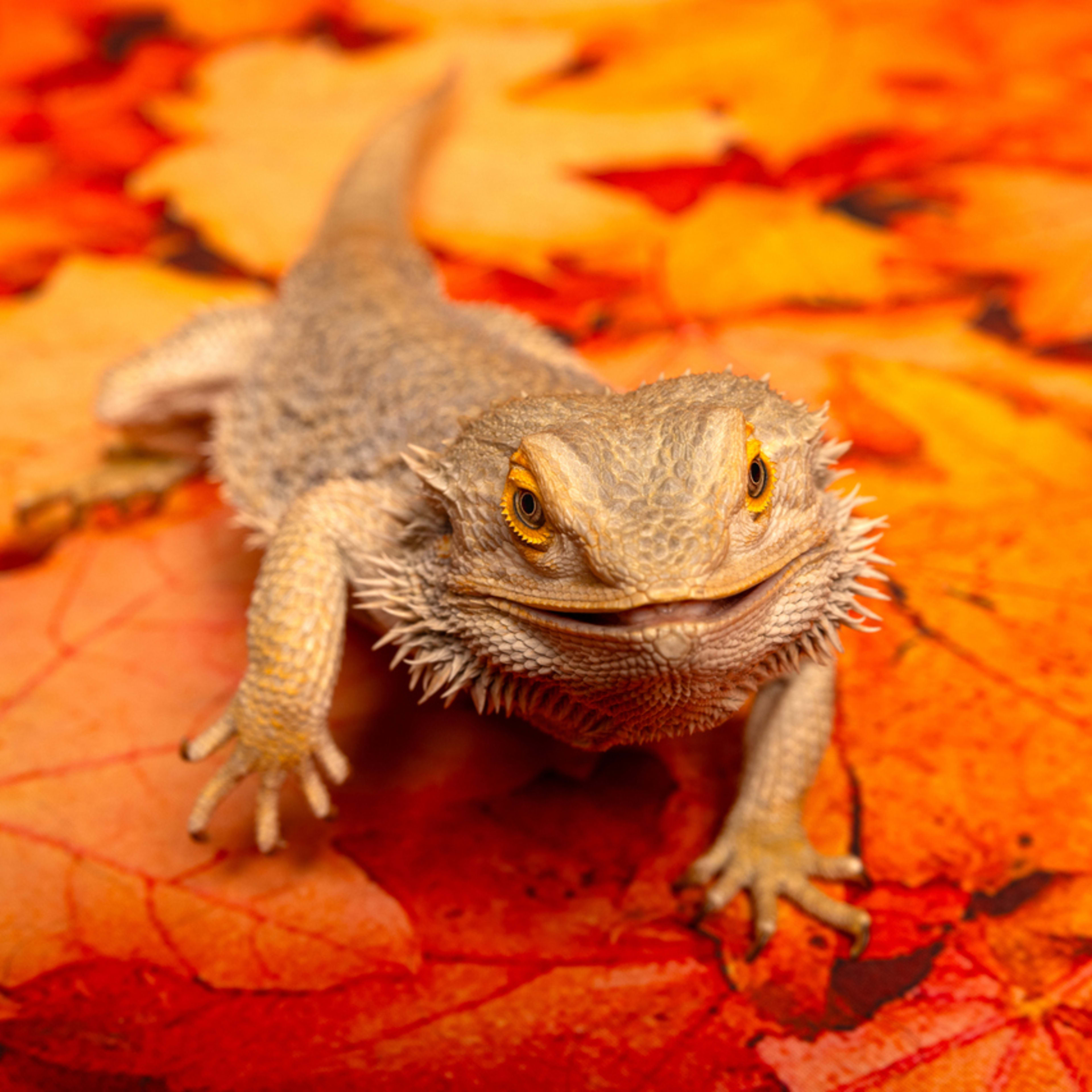 Pet Camel’s Reaction to Smelling Mom’s Socks Is LOL Funny - PetHelpful