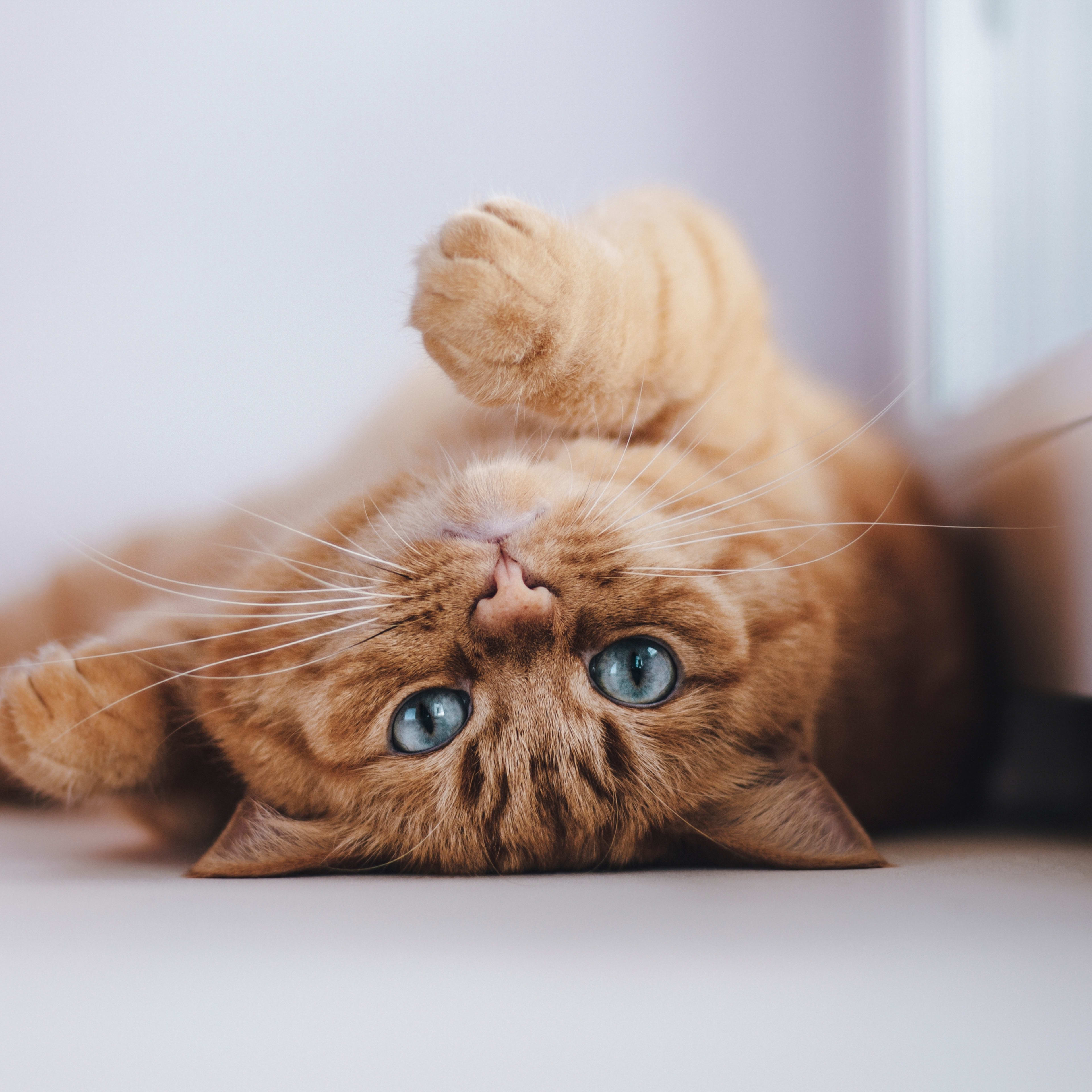 The Truth Behind Cat Hunting and Hiding Behaviors - PetHelpful