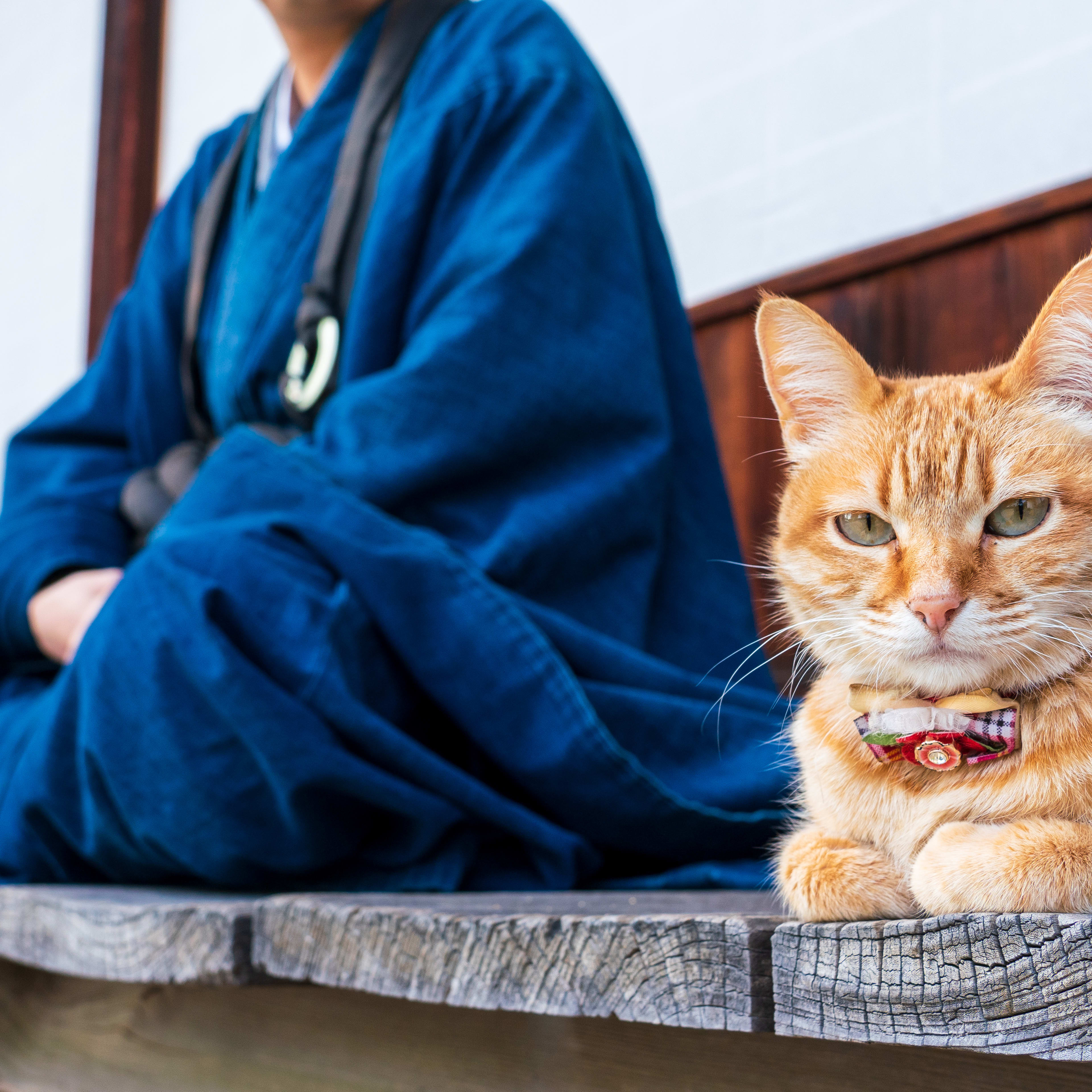 Top 12 Utterly Bizarre Chicken Breeds - PetHelpful