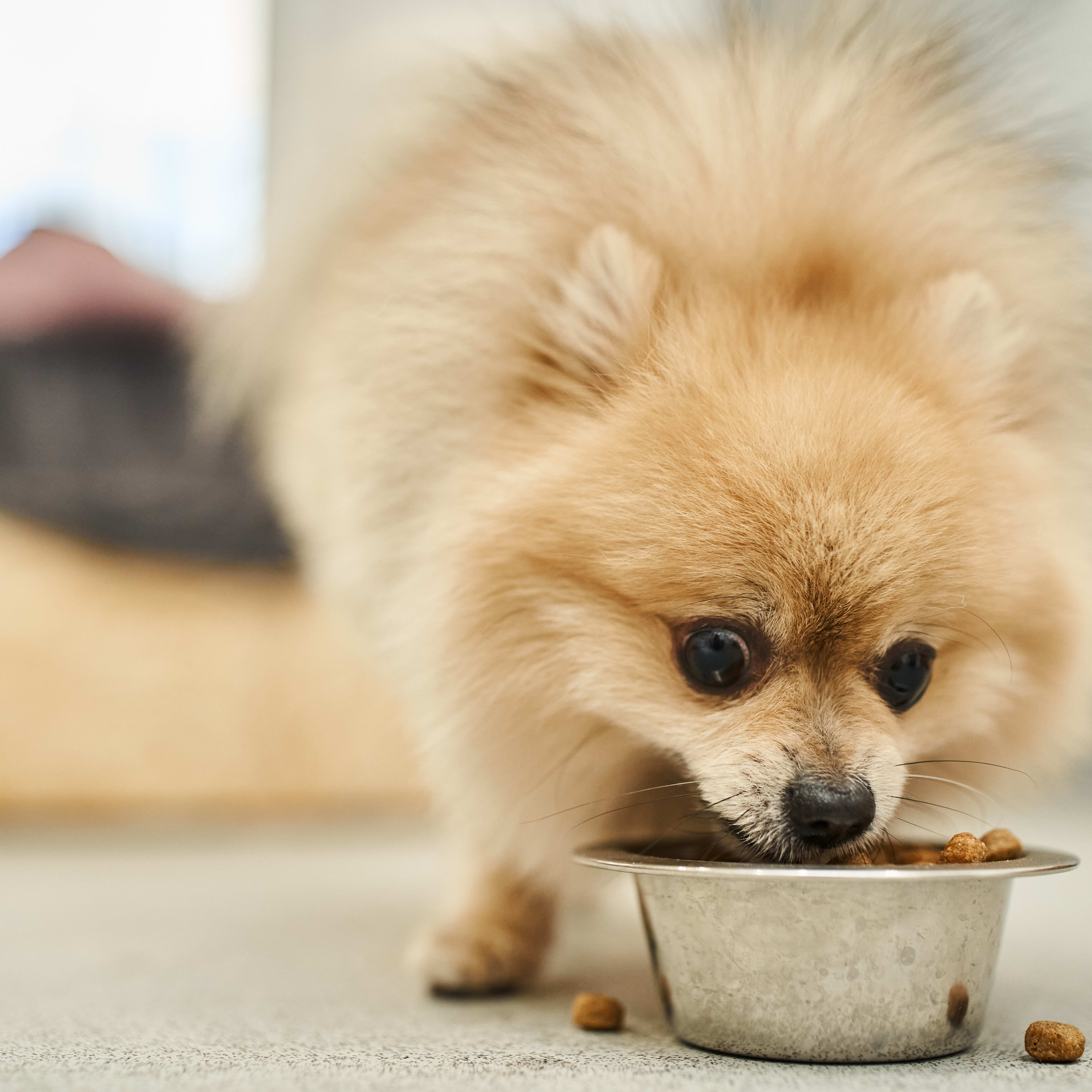 How Can I Help a Cat on the FAS Spectrum? (Home and Medical ...