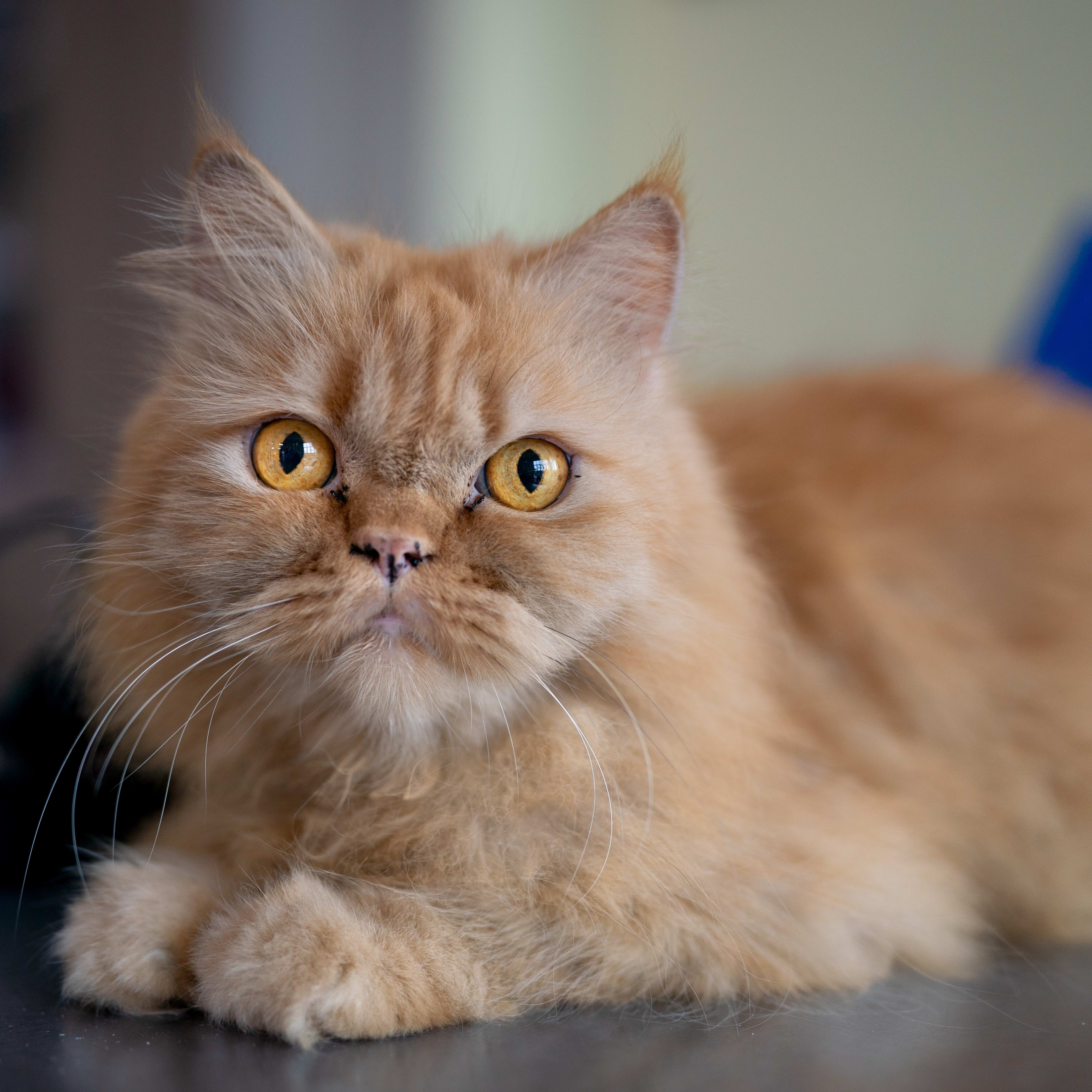 Rat Care for Beginners: How to Create the Perfect Rat Cage Setup ...