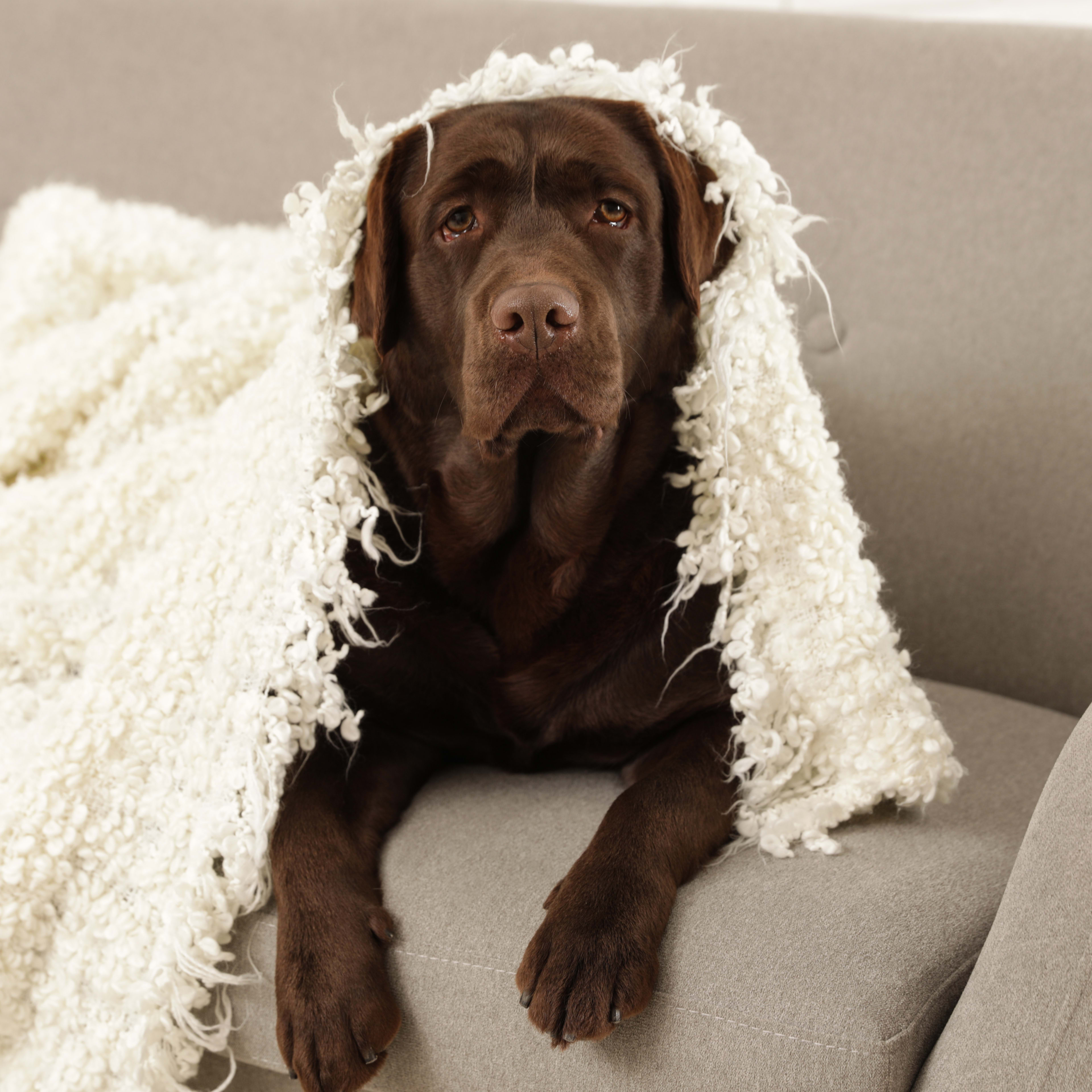 Chocolate Lab Puppy's Priceless Gremlin Noises Leave His Parents ...