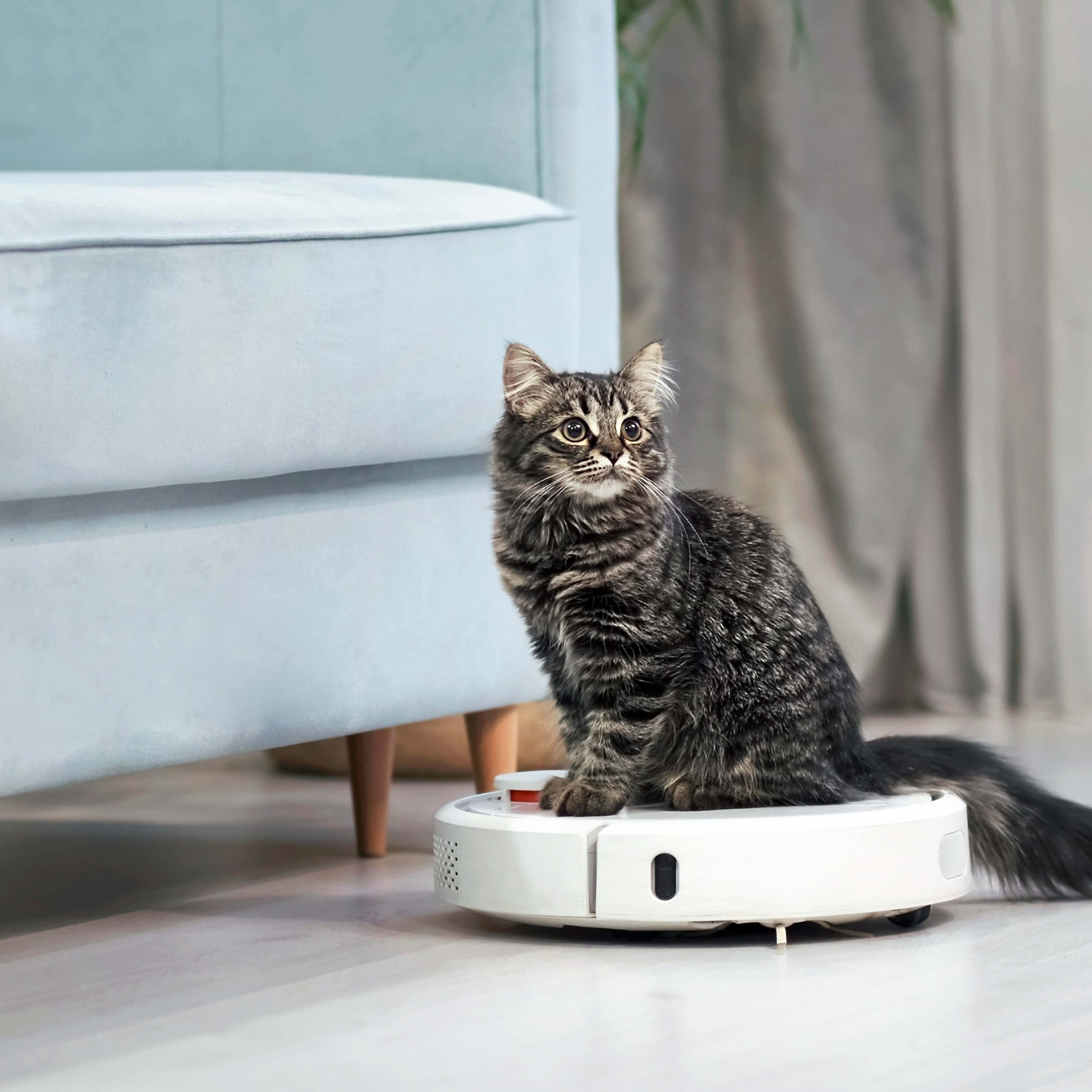 Australian Shepherd Battling Extreme Winds While on a Walk Has Everyone ...