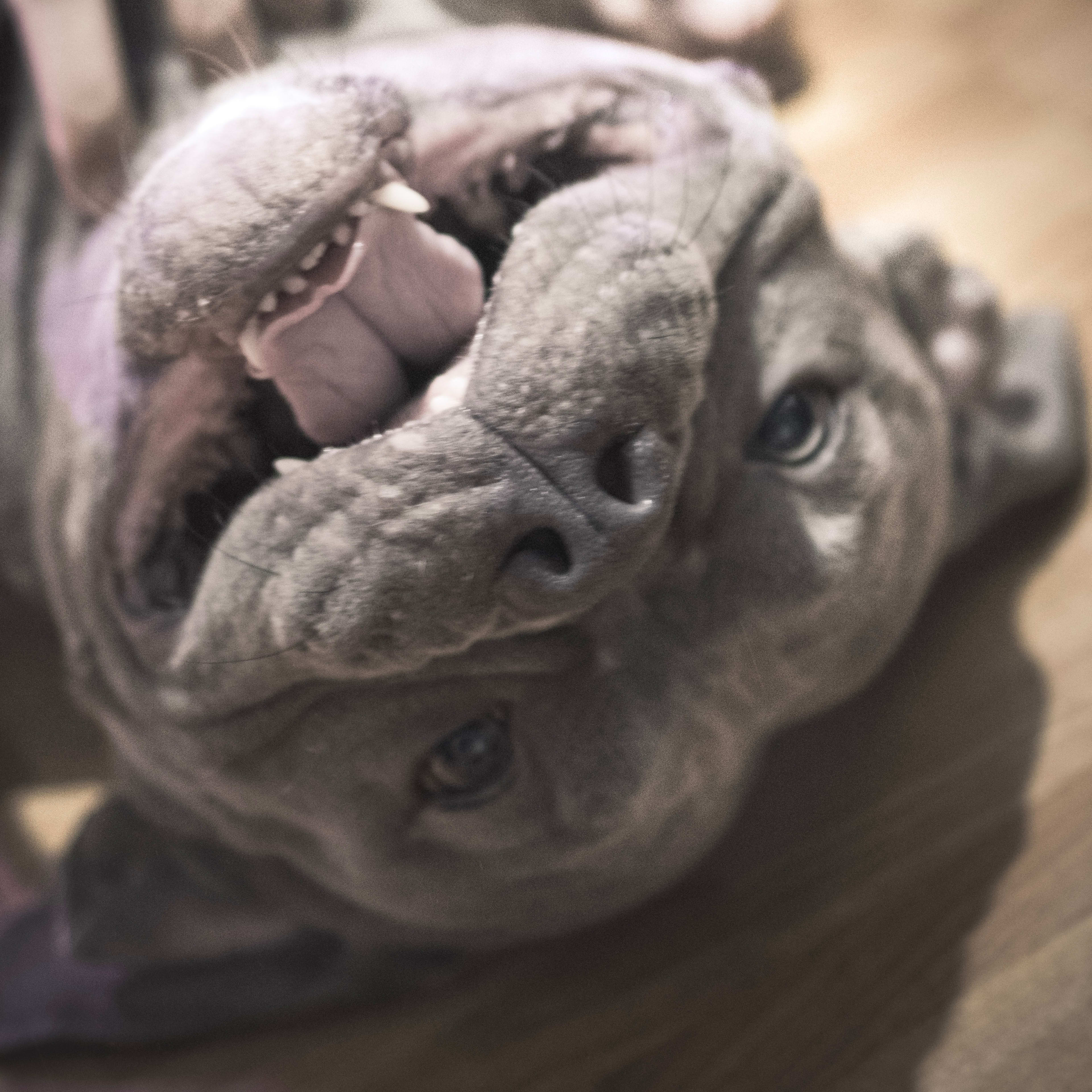 Soft Coated Wheaten Terrier: A Friendly and Devoted Irish Farm Dog ...