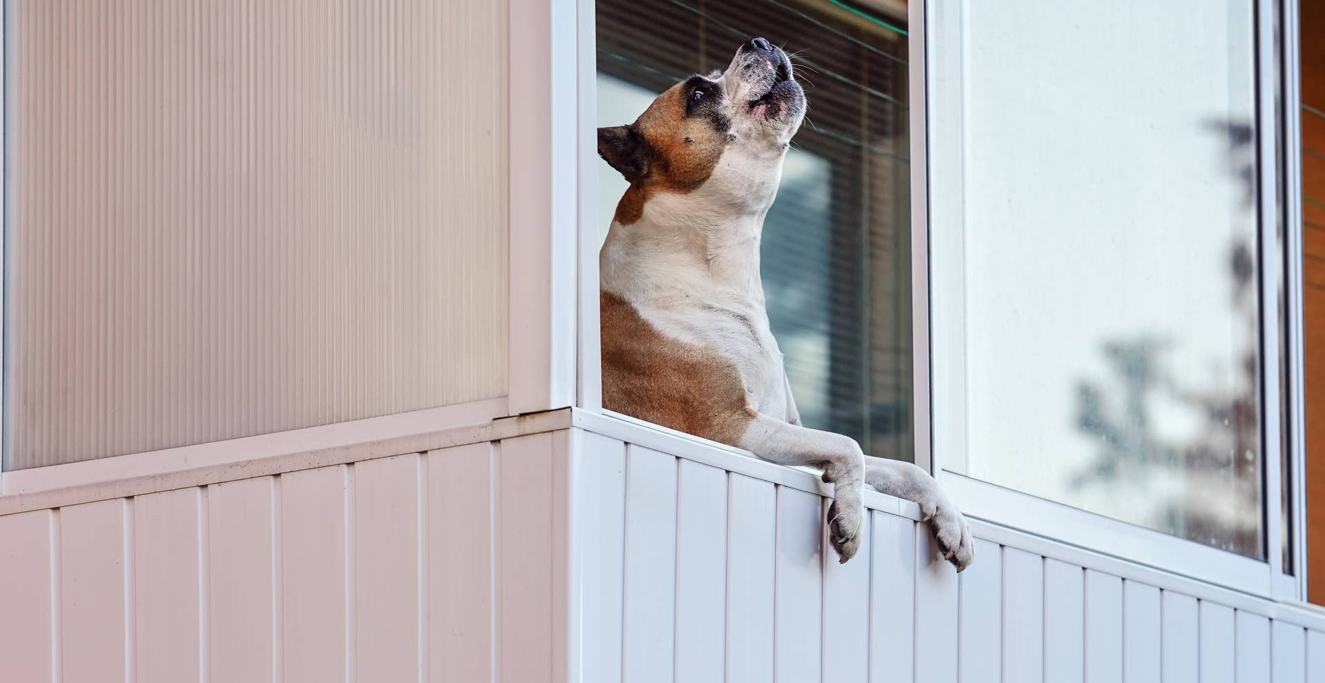 12 Pros and Cons of Owning a Pomeranian - PetHelpful