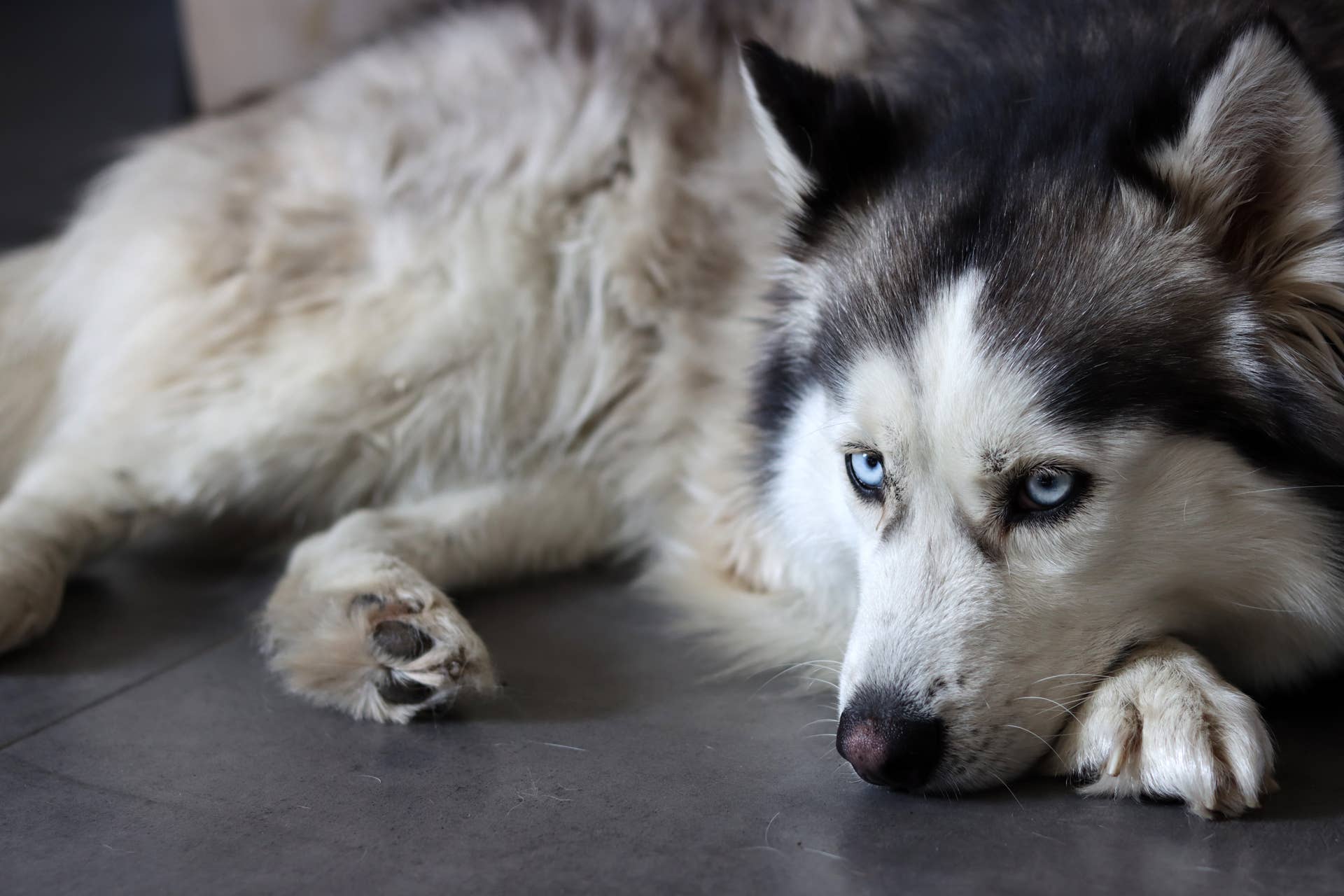 Why Do Mother Dogs Kill Their Puppies? Causes & Prevention - PetHelpful