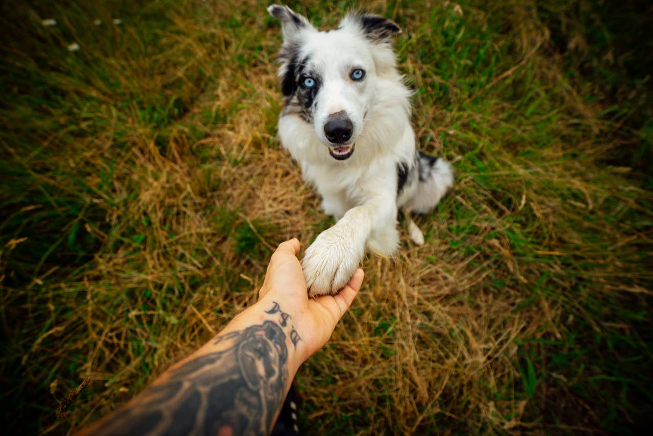 Pet Euthanasia vs. Natural Death - PetHelpful