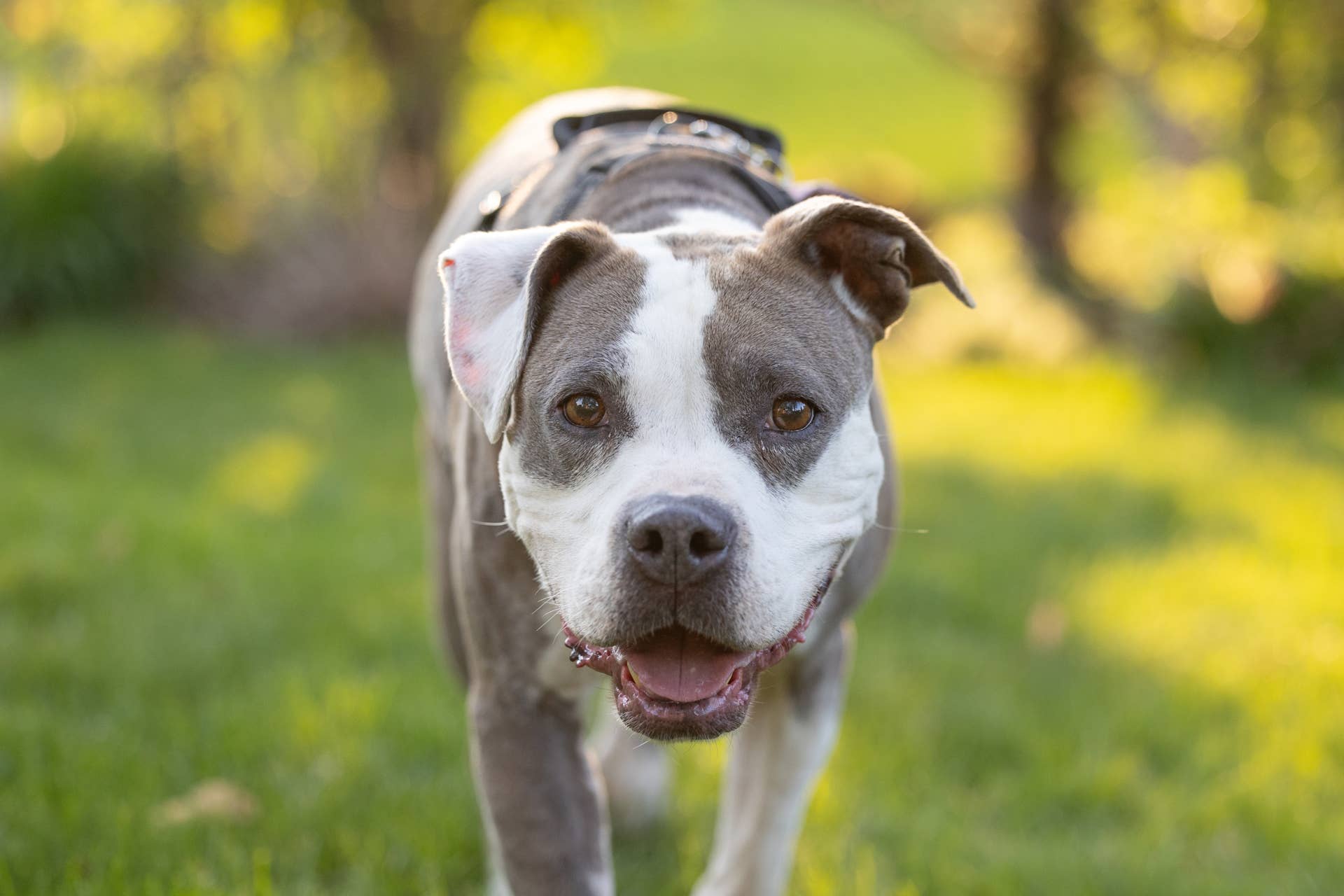 Dog Discipline: Does Hitting a Dog Work? - PetHelpful