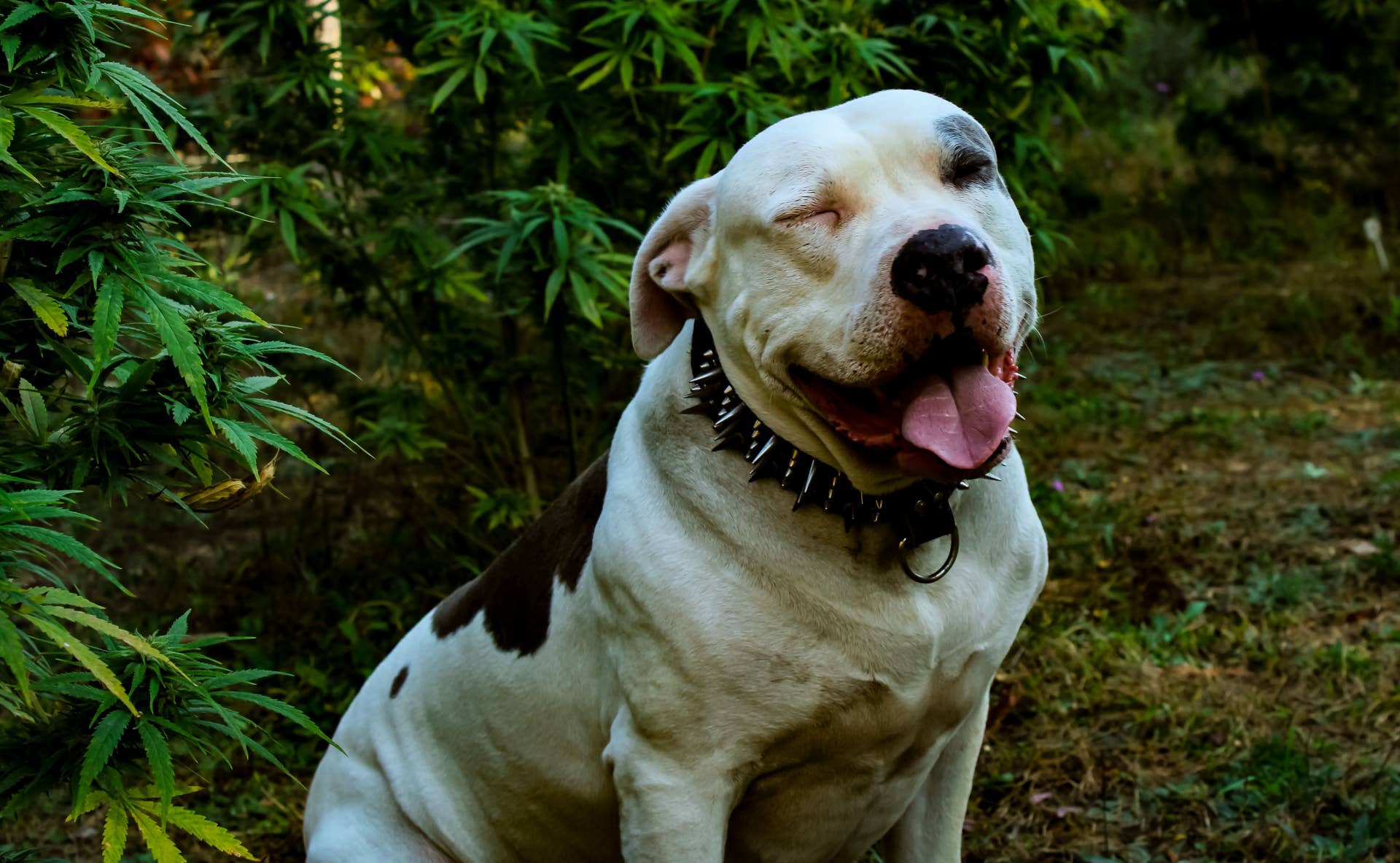 Using Betadine for Dog Wounds: How to Apply It Properly - PetHelpful