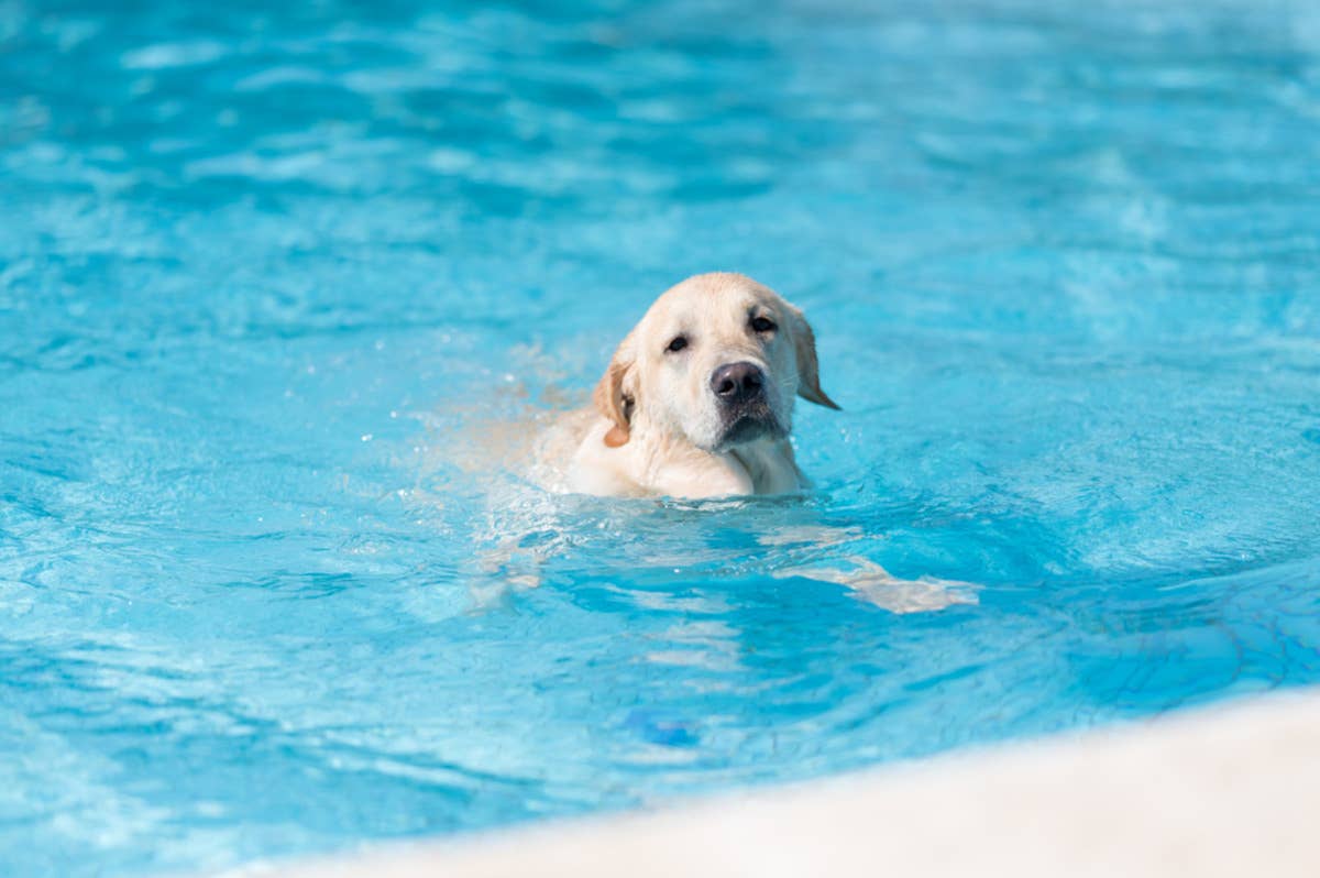 How to Naturally Remove Tear Stains From Your Dog's Fur - PetHelpful