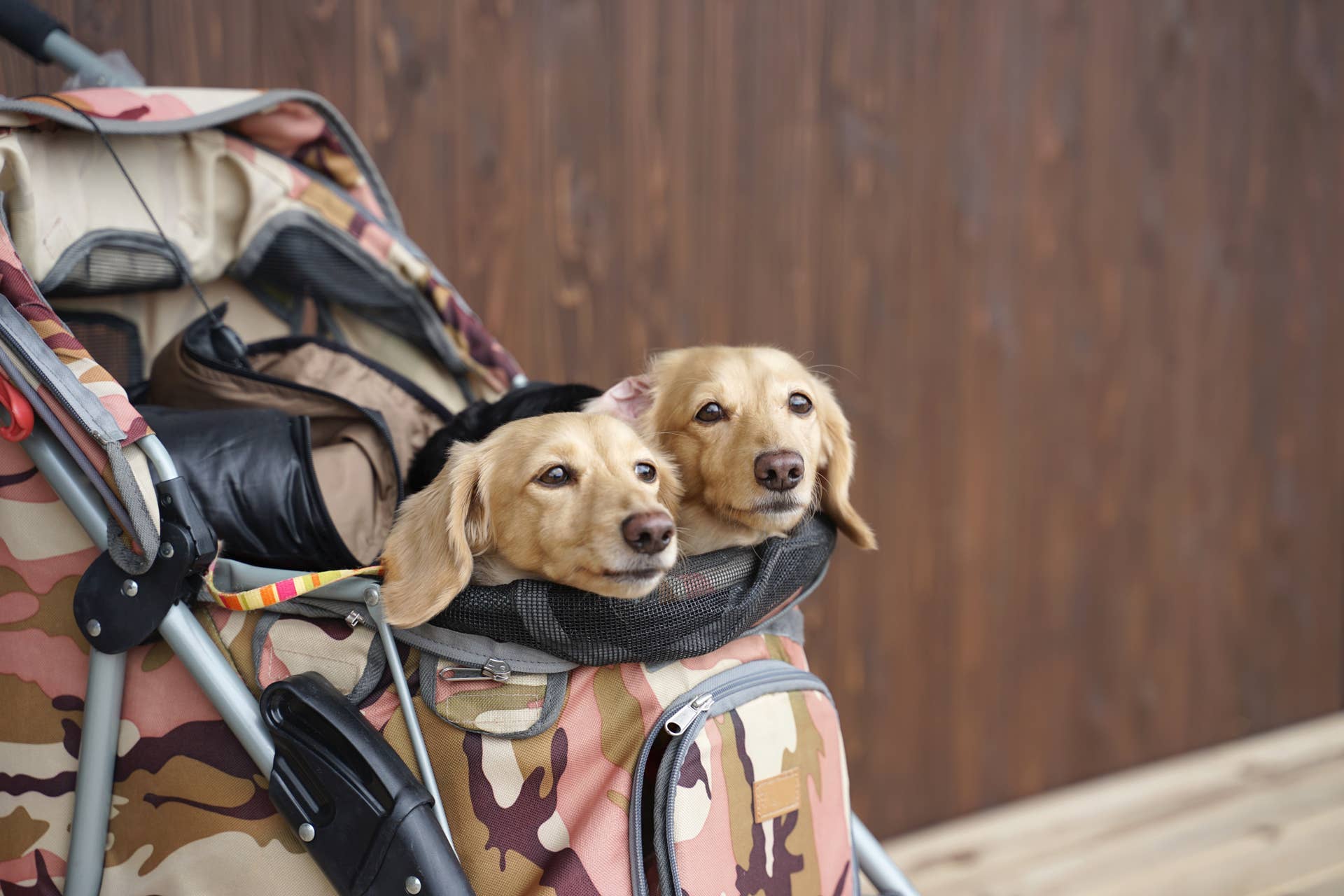 Why Hitting Dogs Is Unacceptable - PetHelpful
