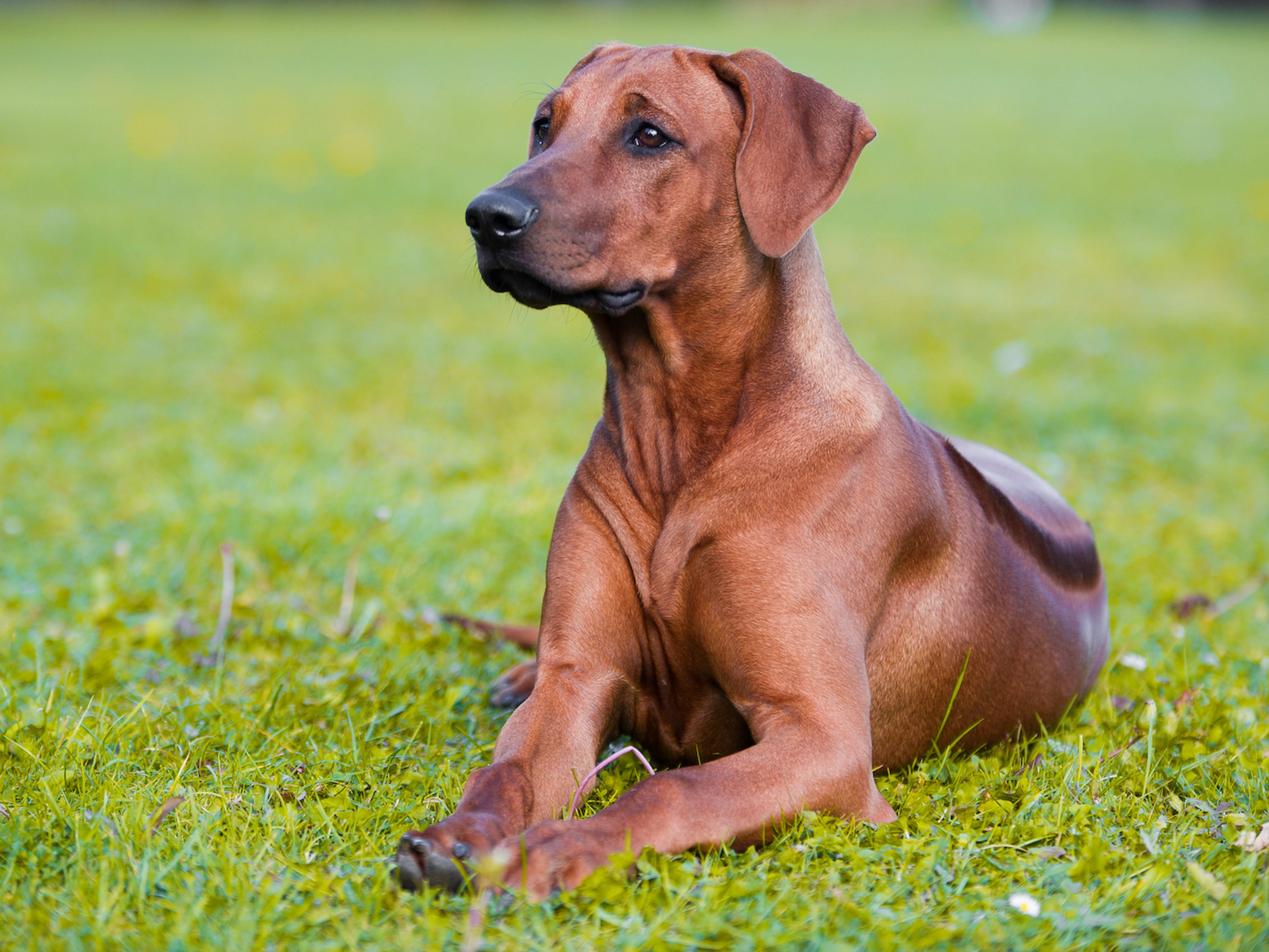 Rhodesian Ridgeback