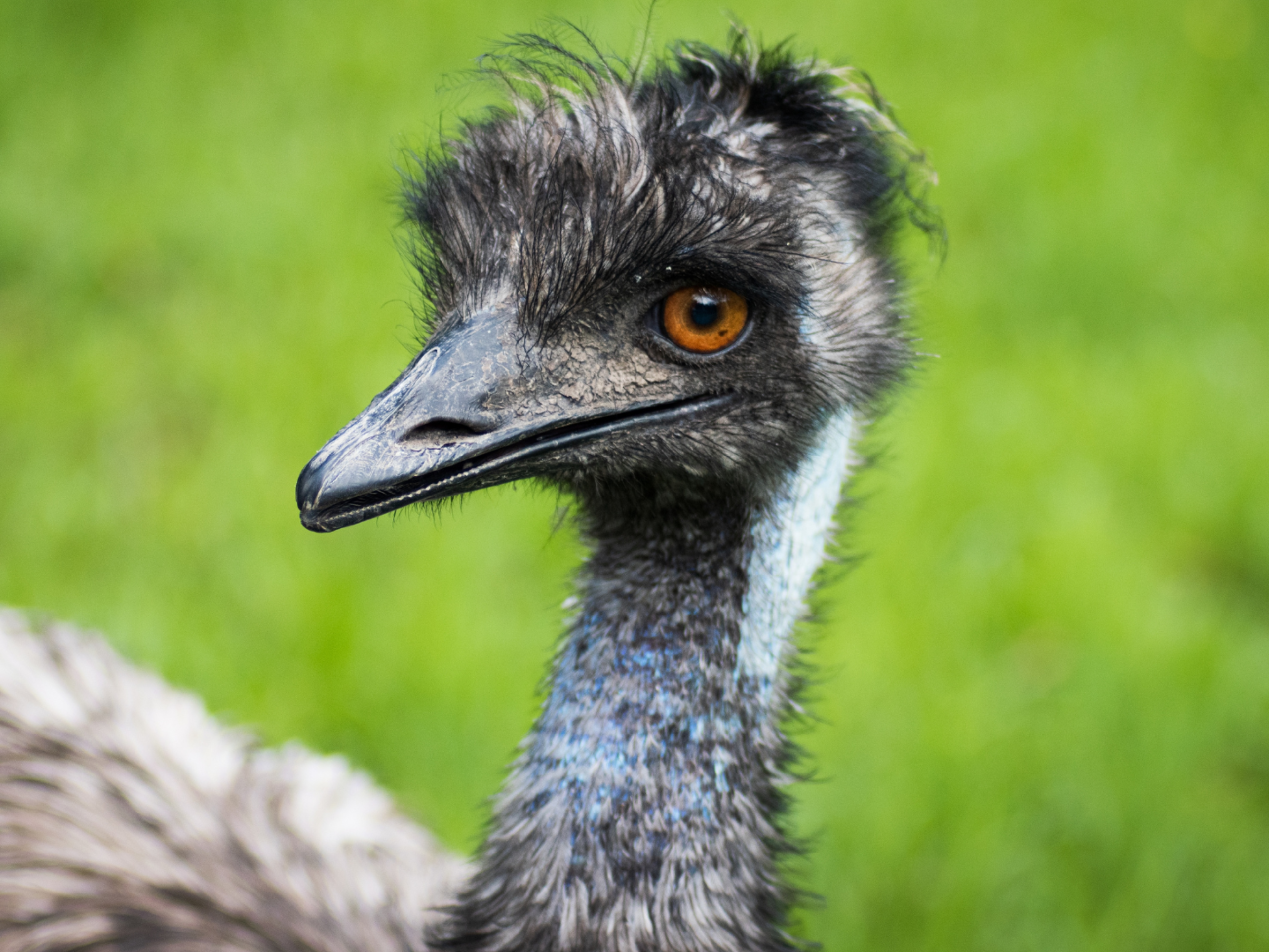 Emu Has Dramatic Reaction to Backyard Drone and We Can't Stop Laughing ...
