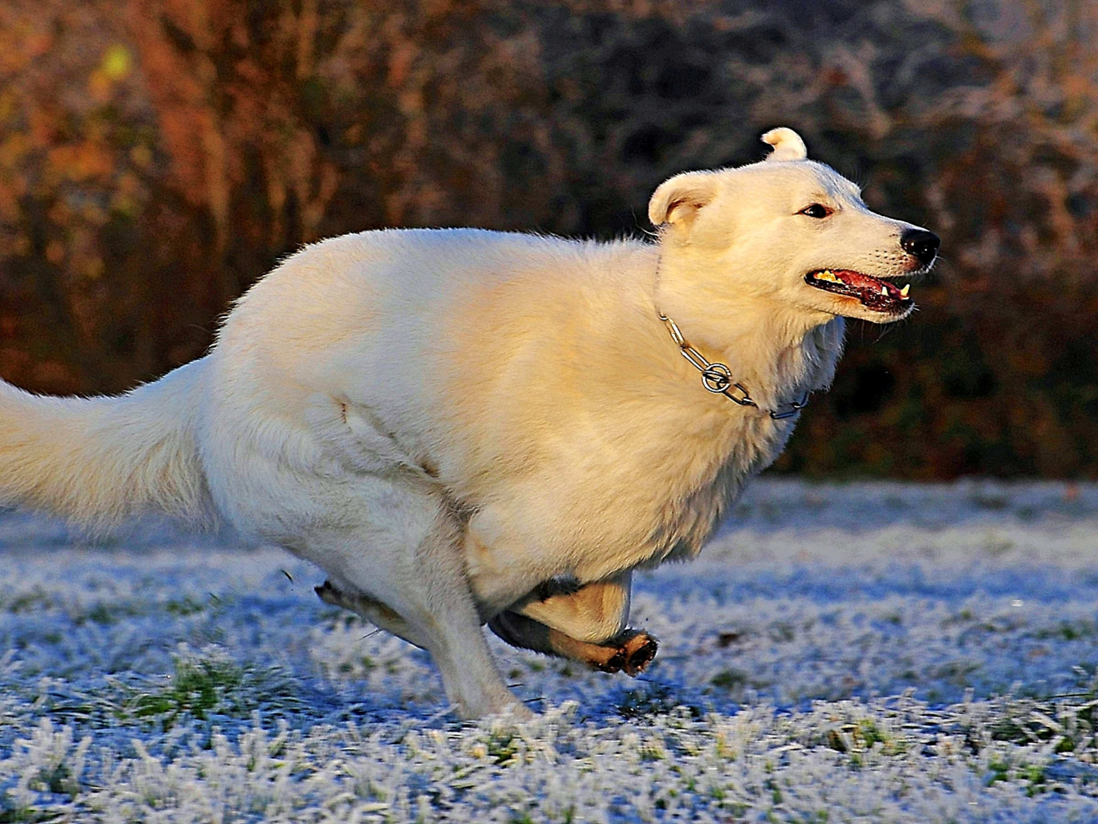 5 Best Livestock Guard Dogs for Sheep, Goats, and Other Herds - PetHelpful