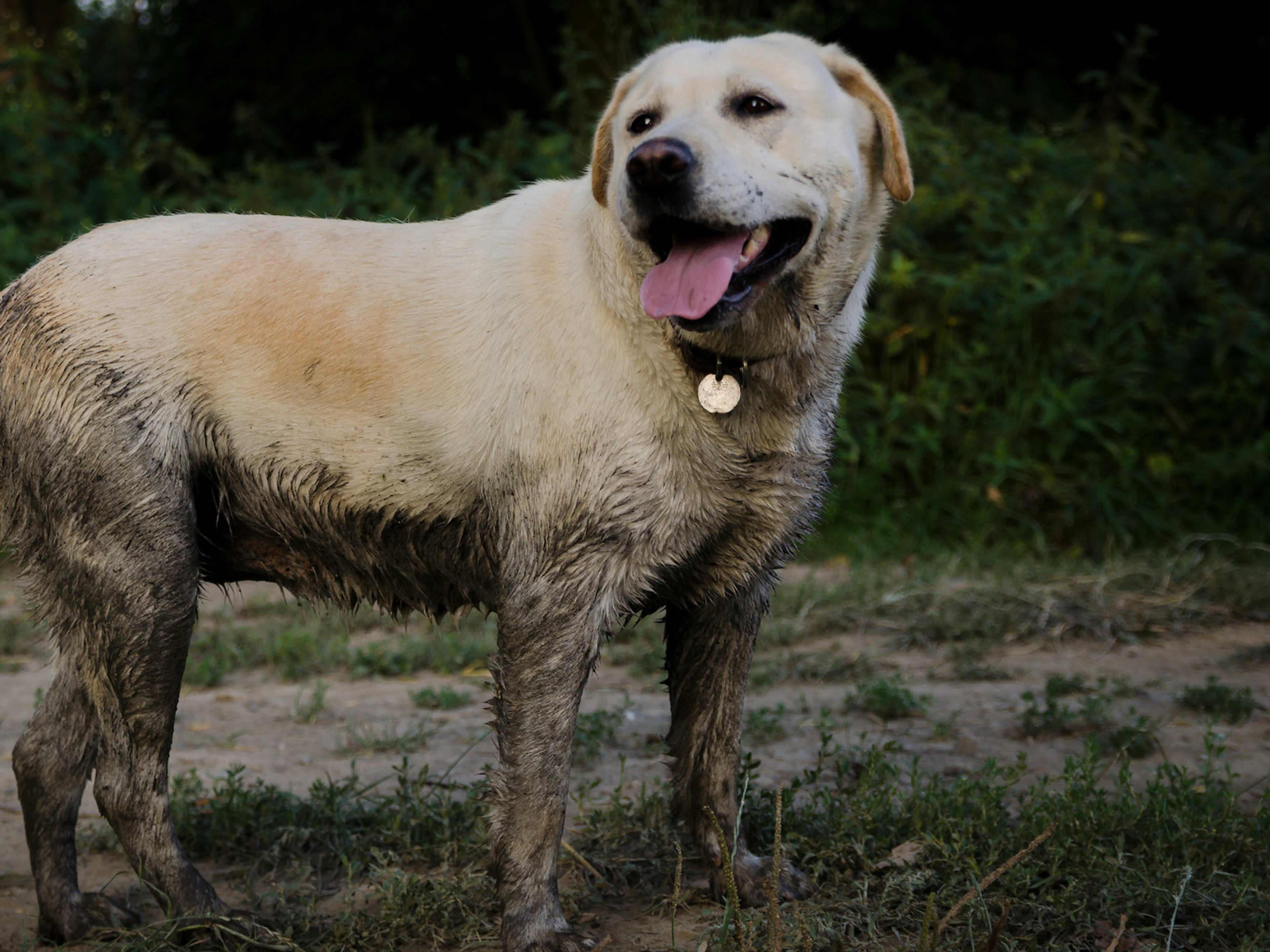 Yellow Labrador