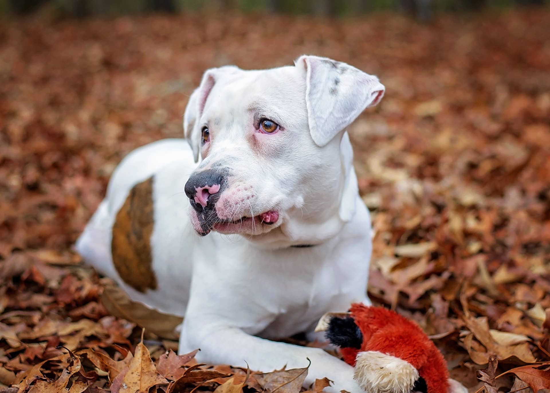 Pit Bulls: Cute Clips, Sweet Stories & Breed Highlights - PetHelpful