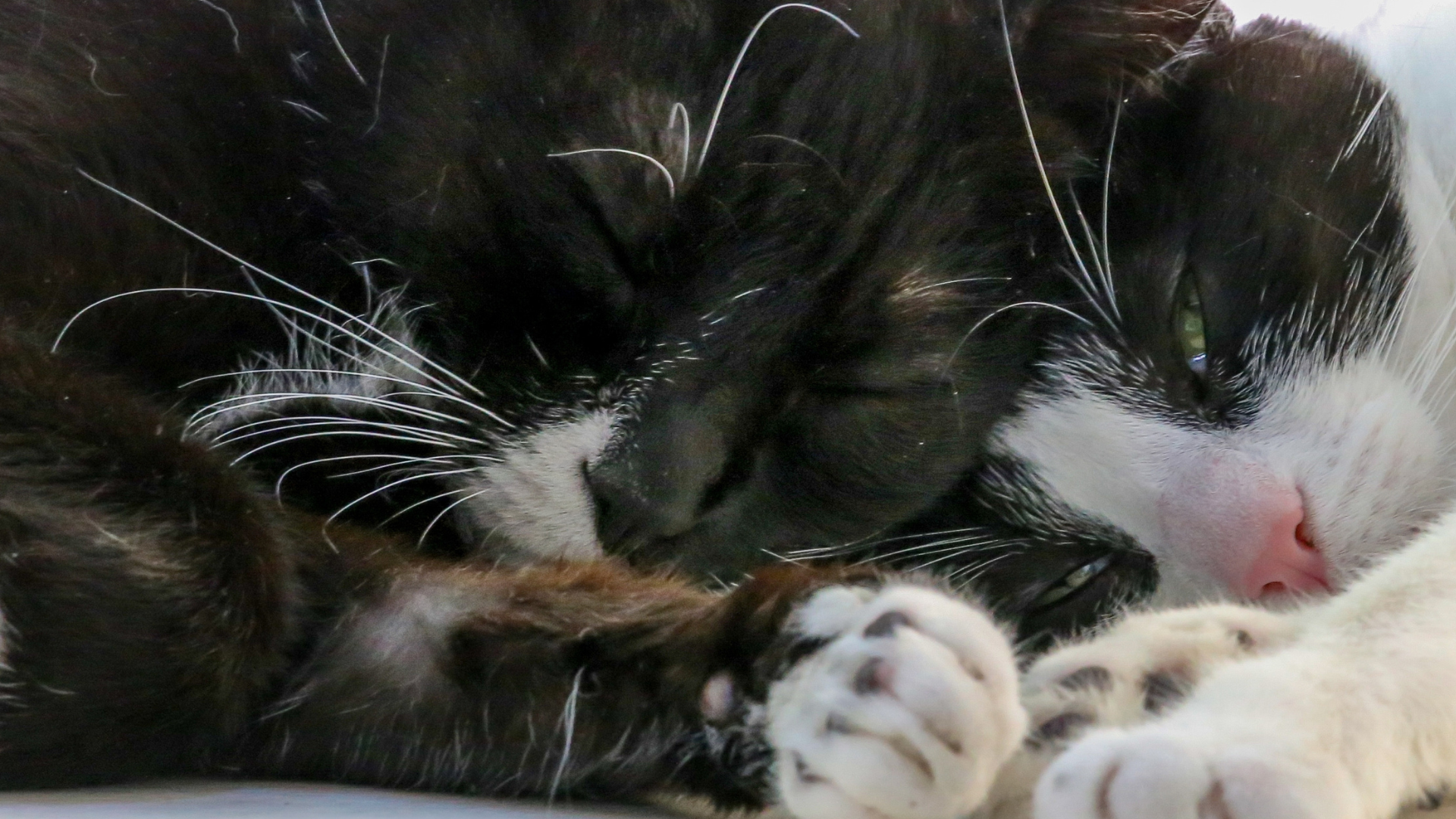 Tuxedo Cats - PetHelpful
