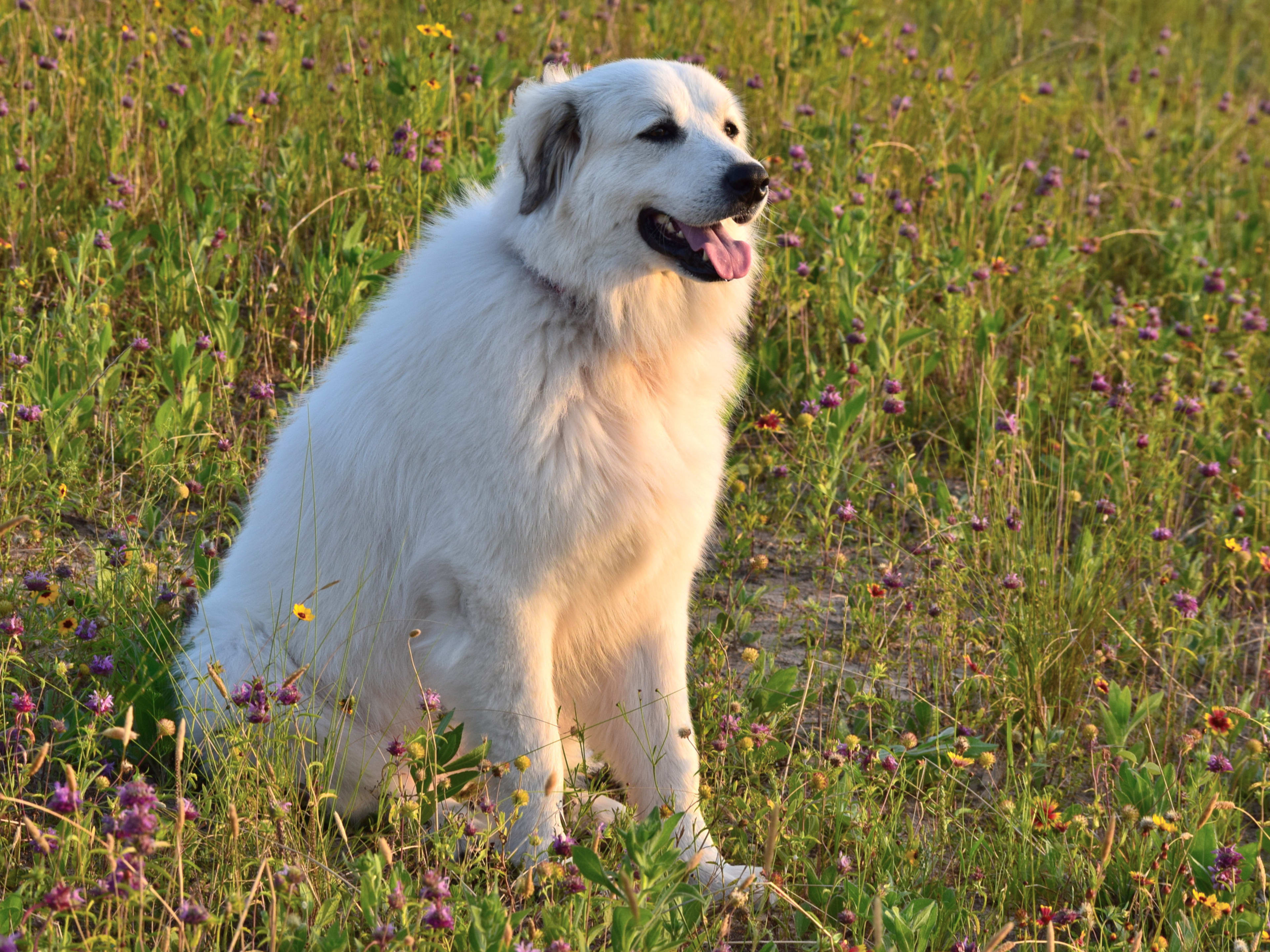 Enormous Shepherd Puppy Who ‘Chooses’ Hiker on Mt. Olympus Might Just ...