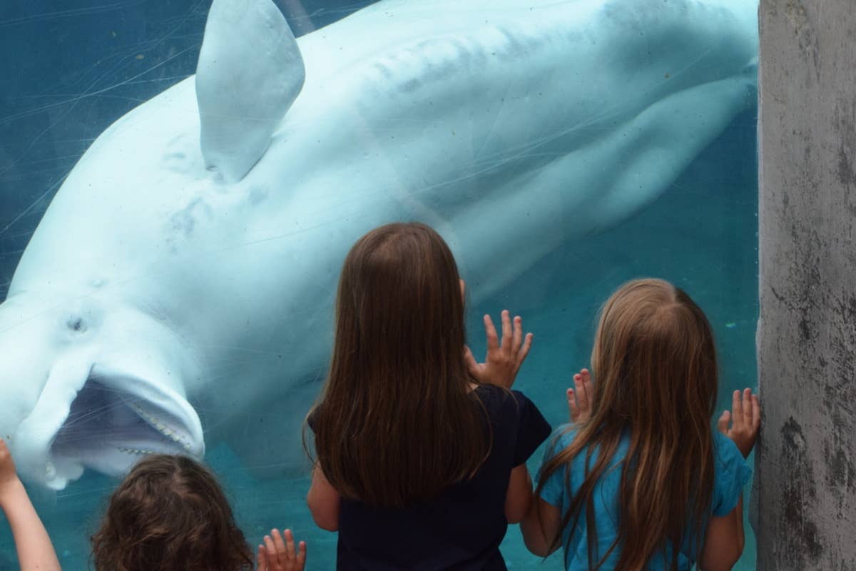 Aquarium’s Beluga Whale Saying Hello Is the Cutest Thing You’ll Hear ...