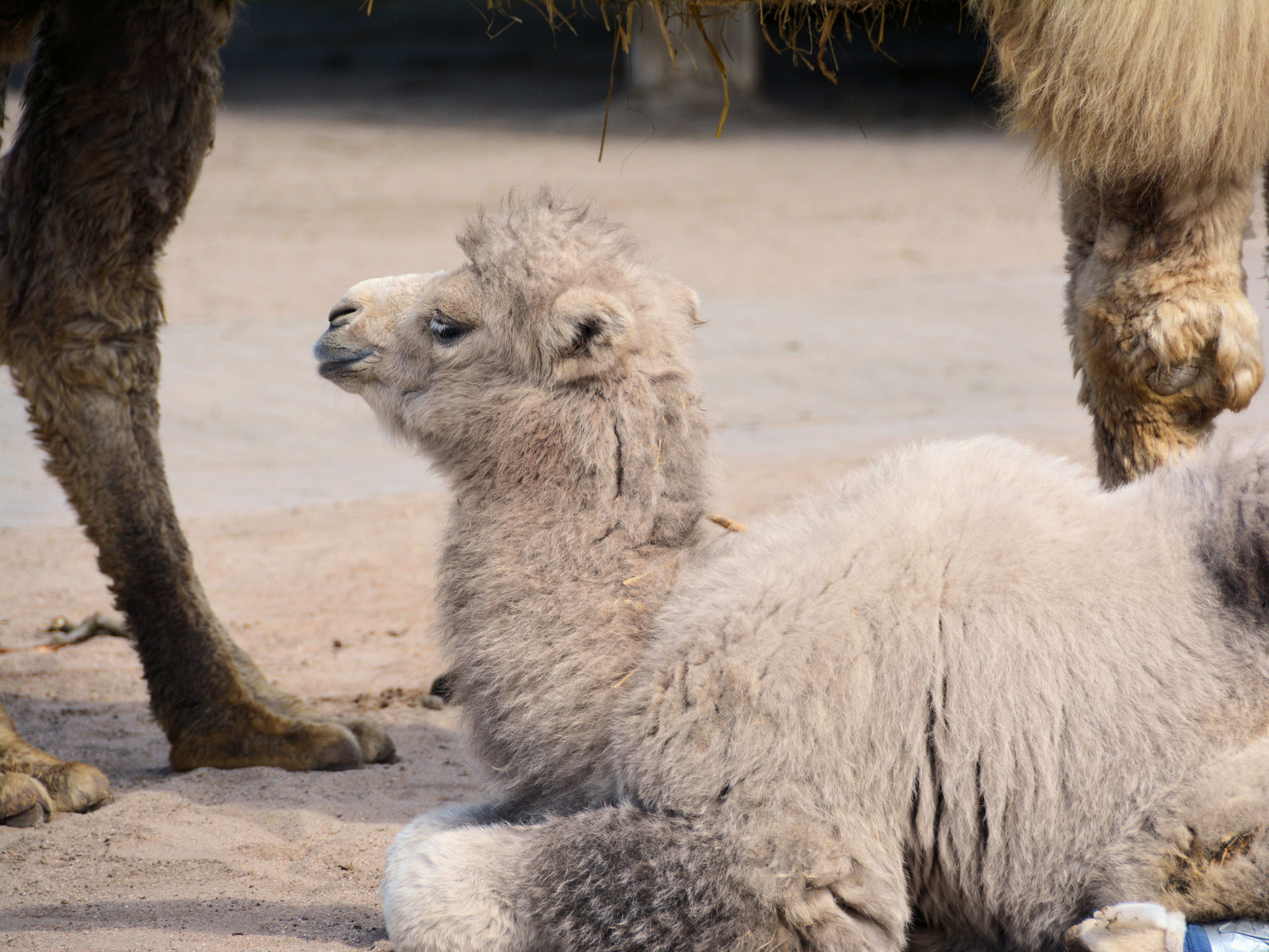 newborn camel