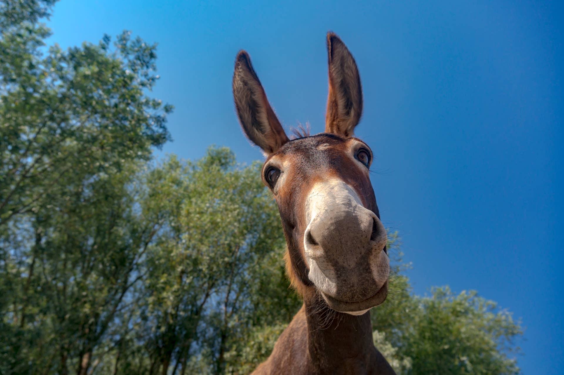 Chatty Donkey's Morning Greeting Has People Hollering with Laughter ...