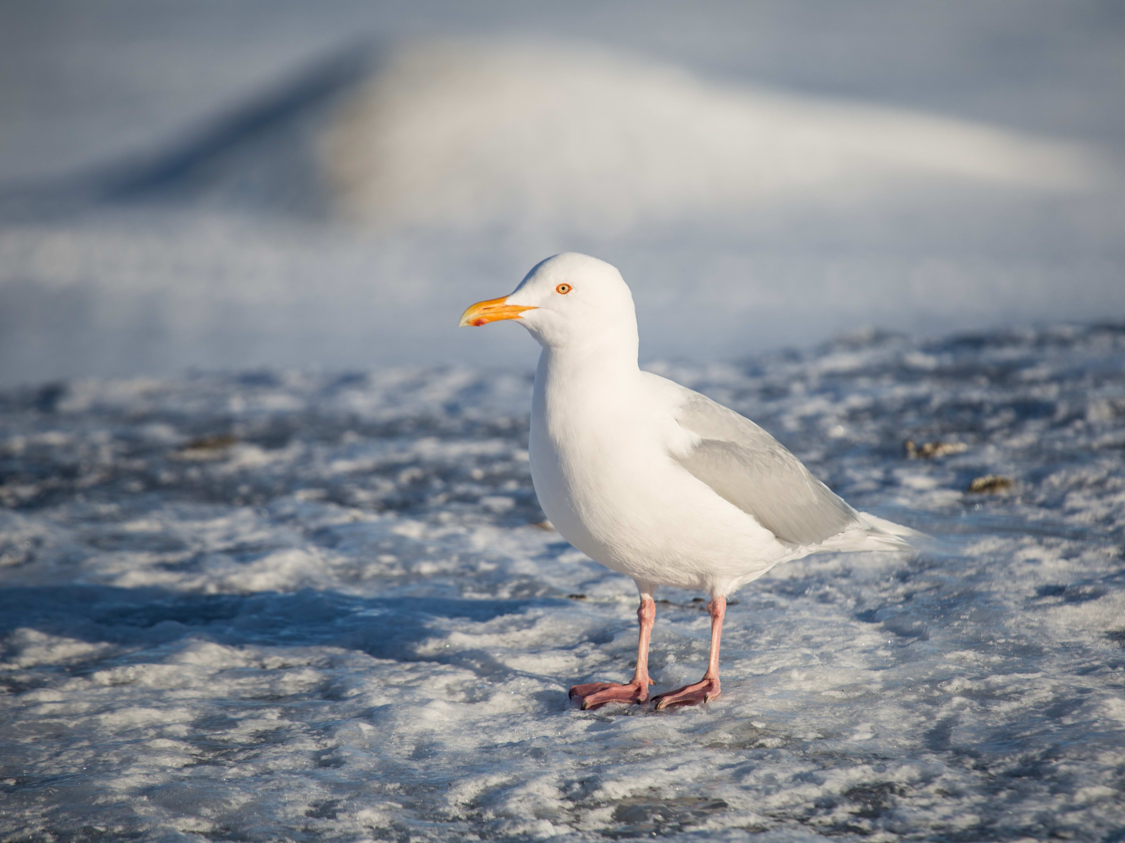 Herring Gull