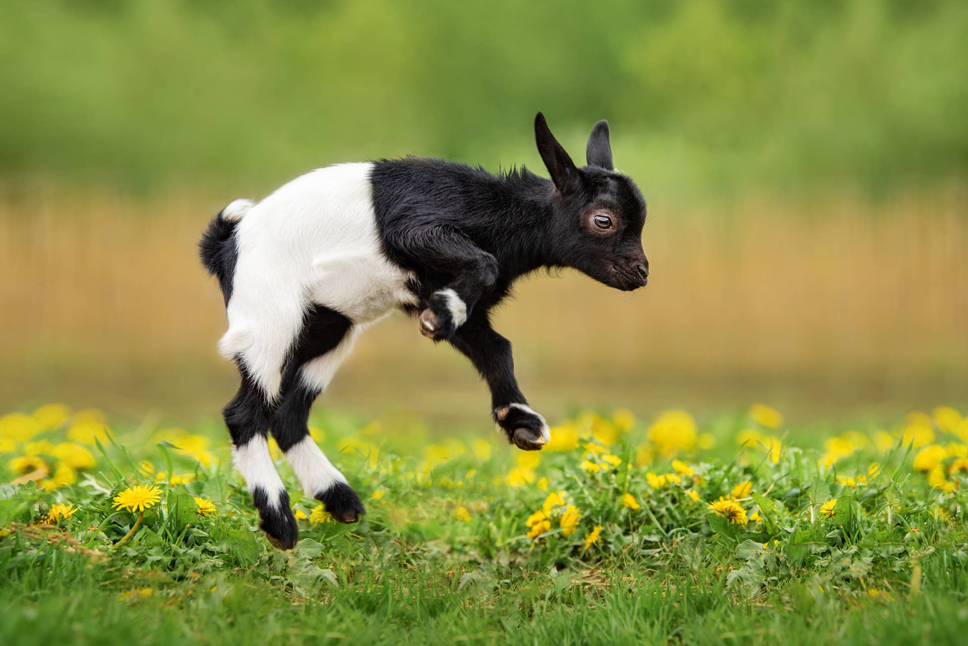 5-Year Old Boy and Goat Ignore Competition Results and Melt Hearts in ...