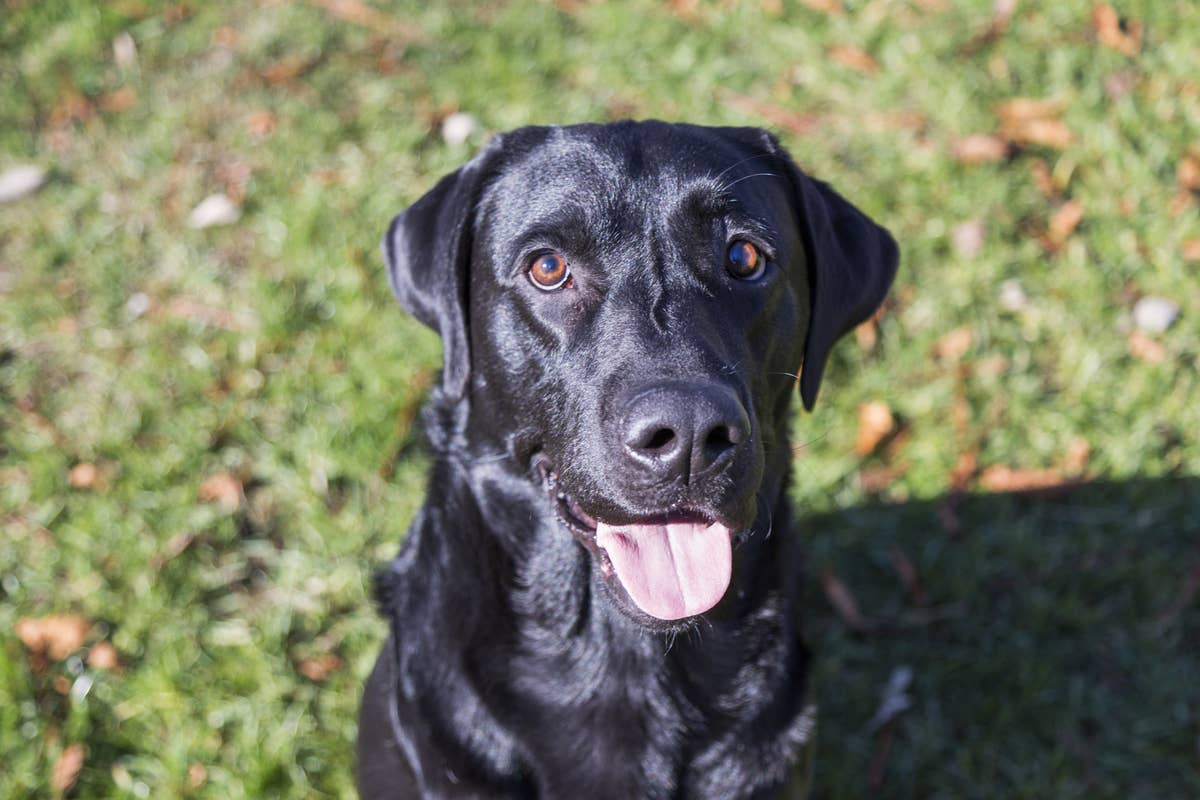 Black Labrador's Ecstatic Tail Wag Over Grandparents Coming to Visit Is ...