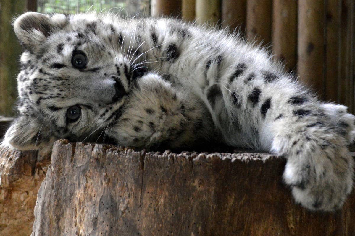 Cute Snow Leopards Cubs
