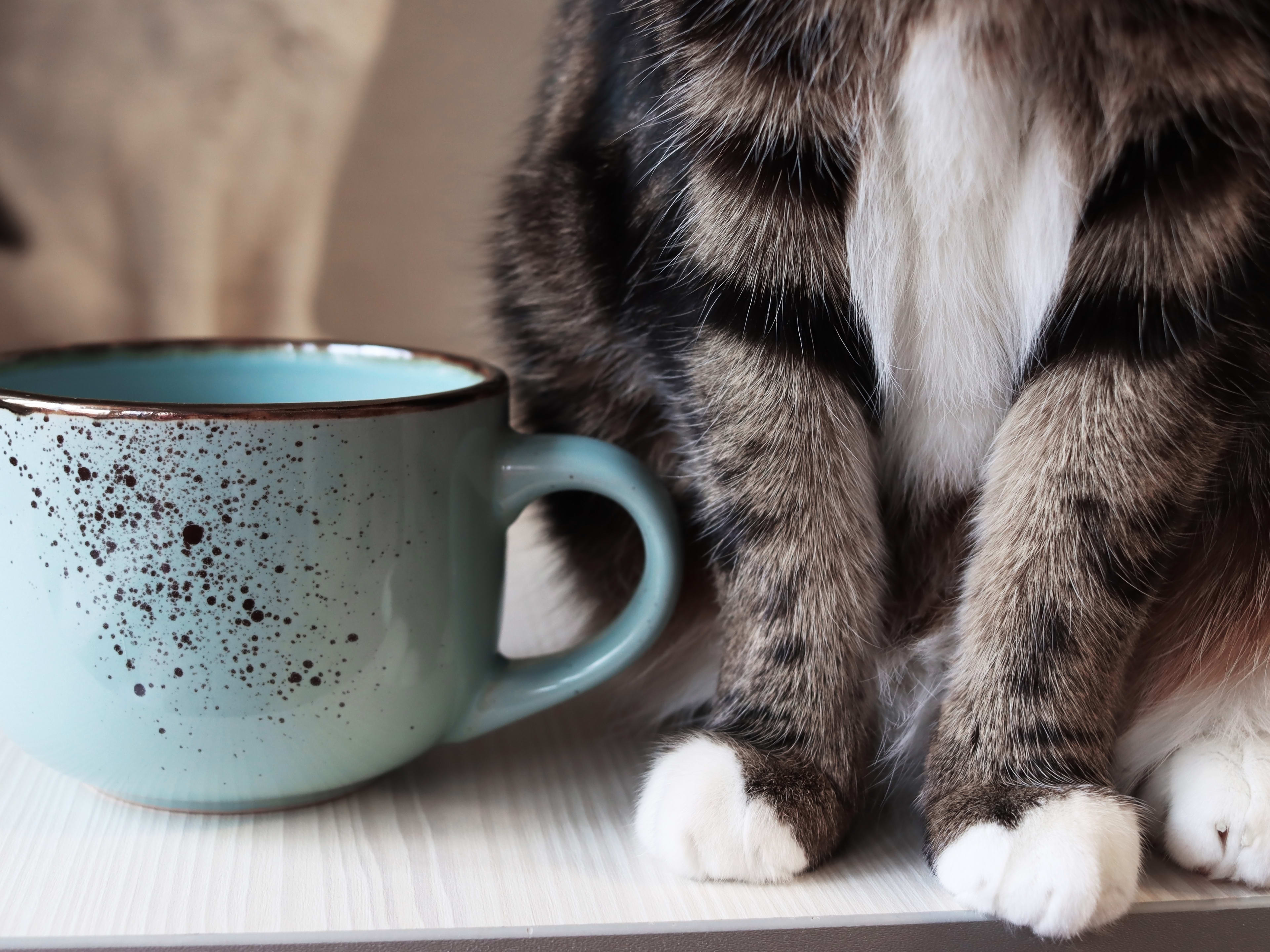 Funny Cat Joins Little Girls' Tea Party & He's 'Clearly in Heaven'